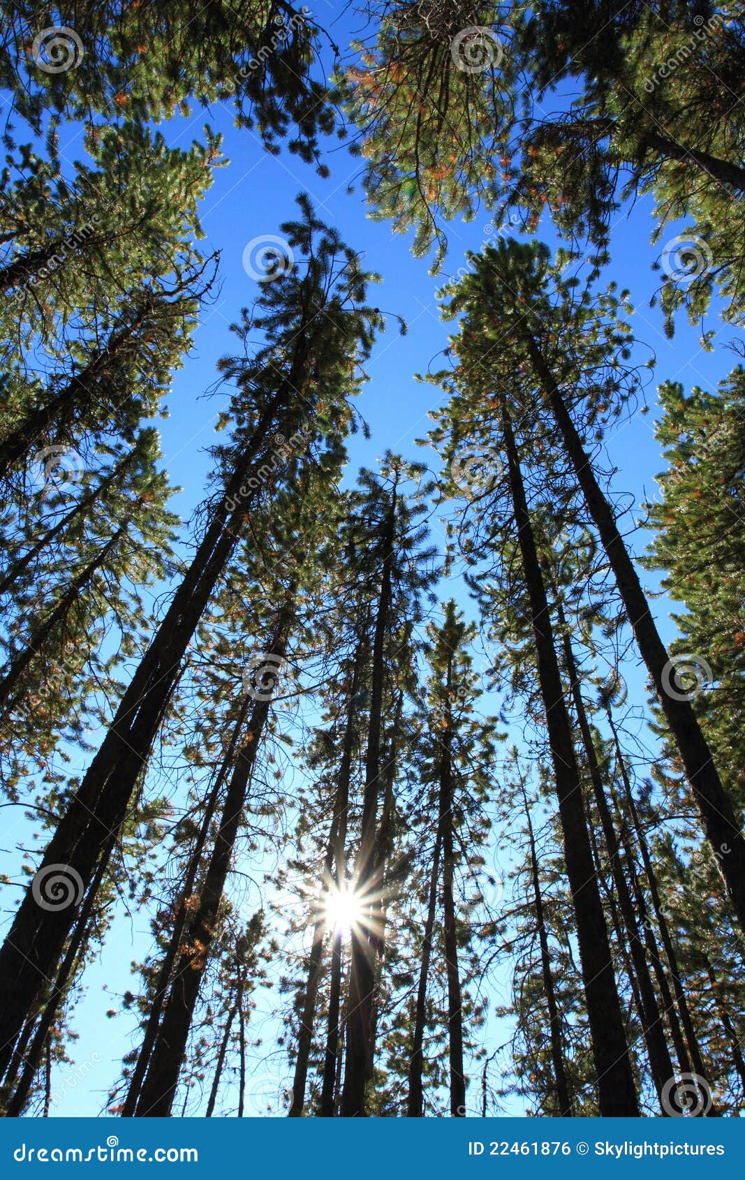 Pine Trees with Sun stock photo. Image of green, trees - 22461876
