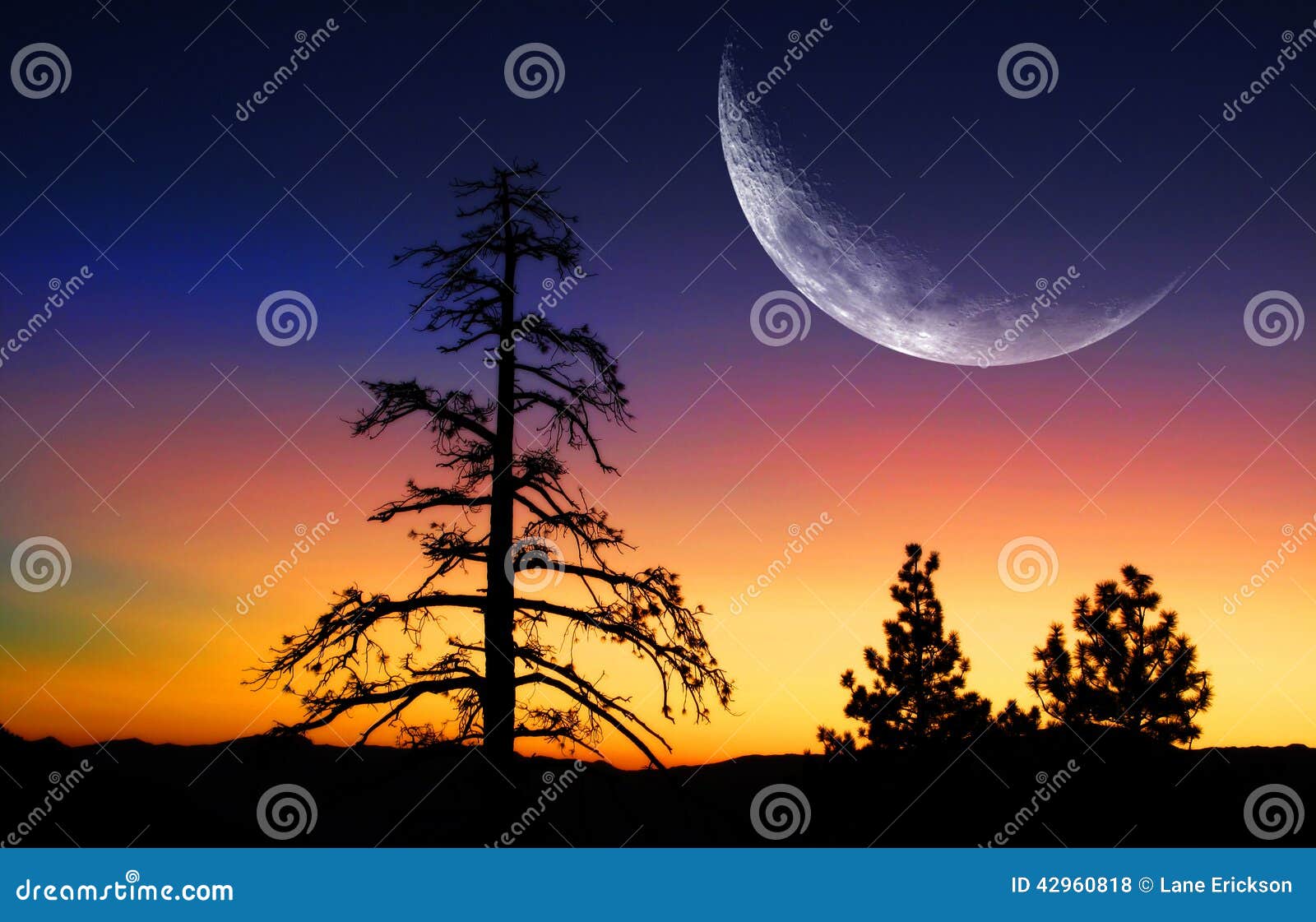 Pine Trees and Sunrise with Moon Stock Photo - Image of black, outdoors ...