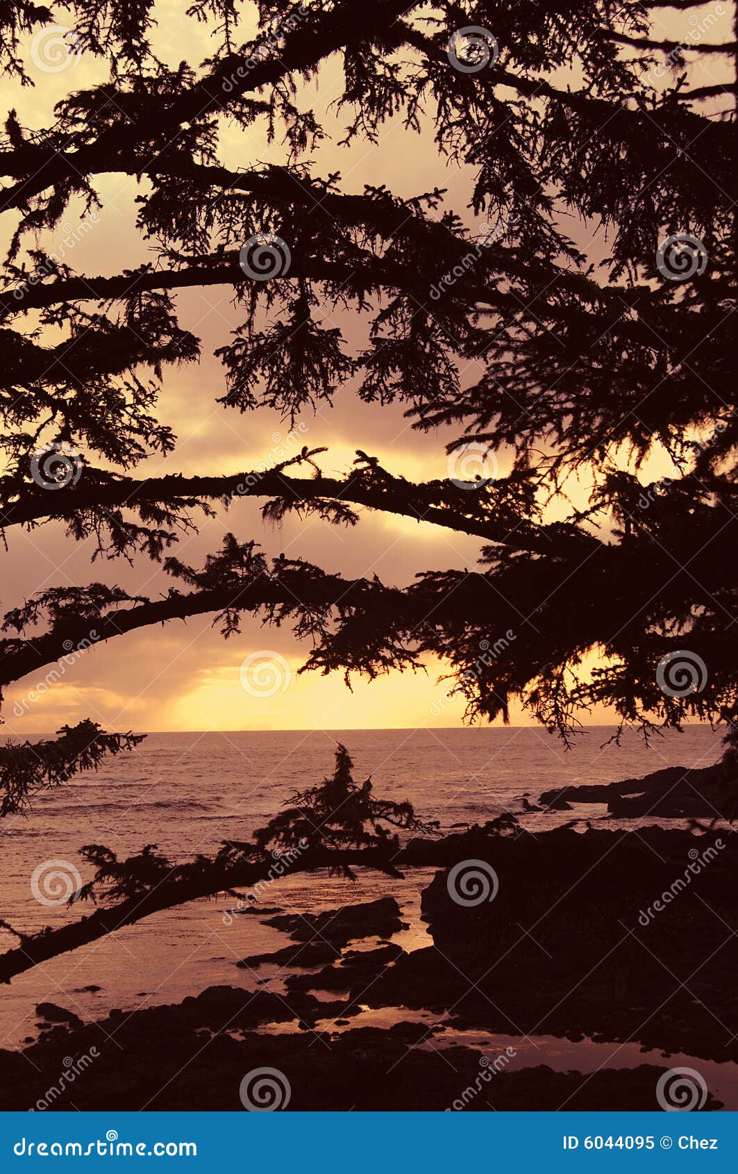 Pine trees and sunset stock image. Image of silhouetted - 6044095