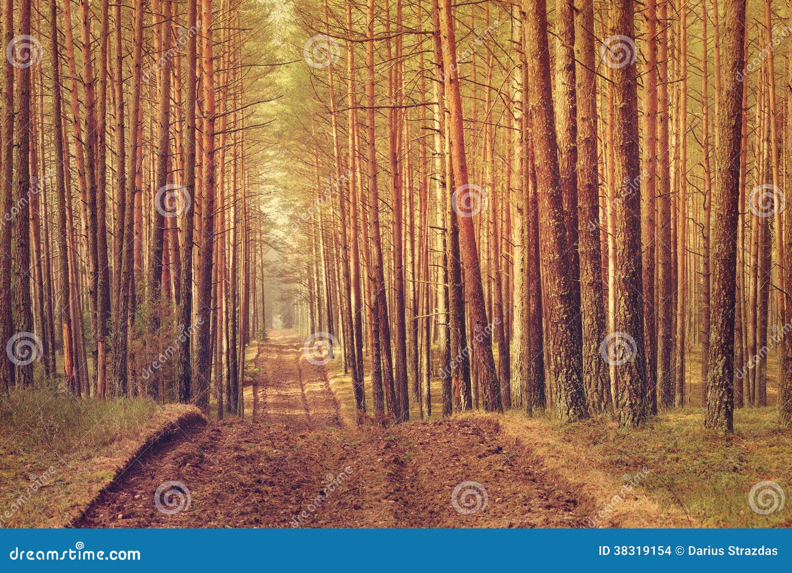 Pine trees at sunset stock photo. Image of pines, sunlight - 38319154
