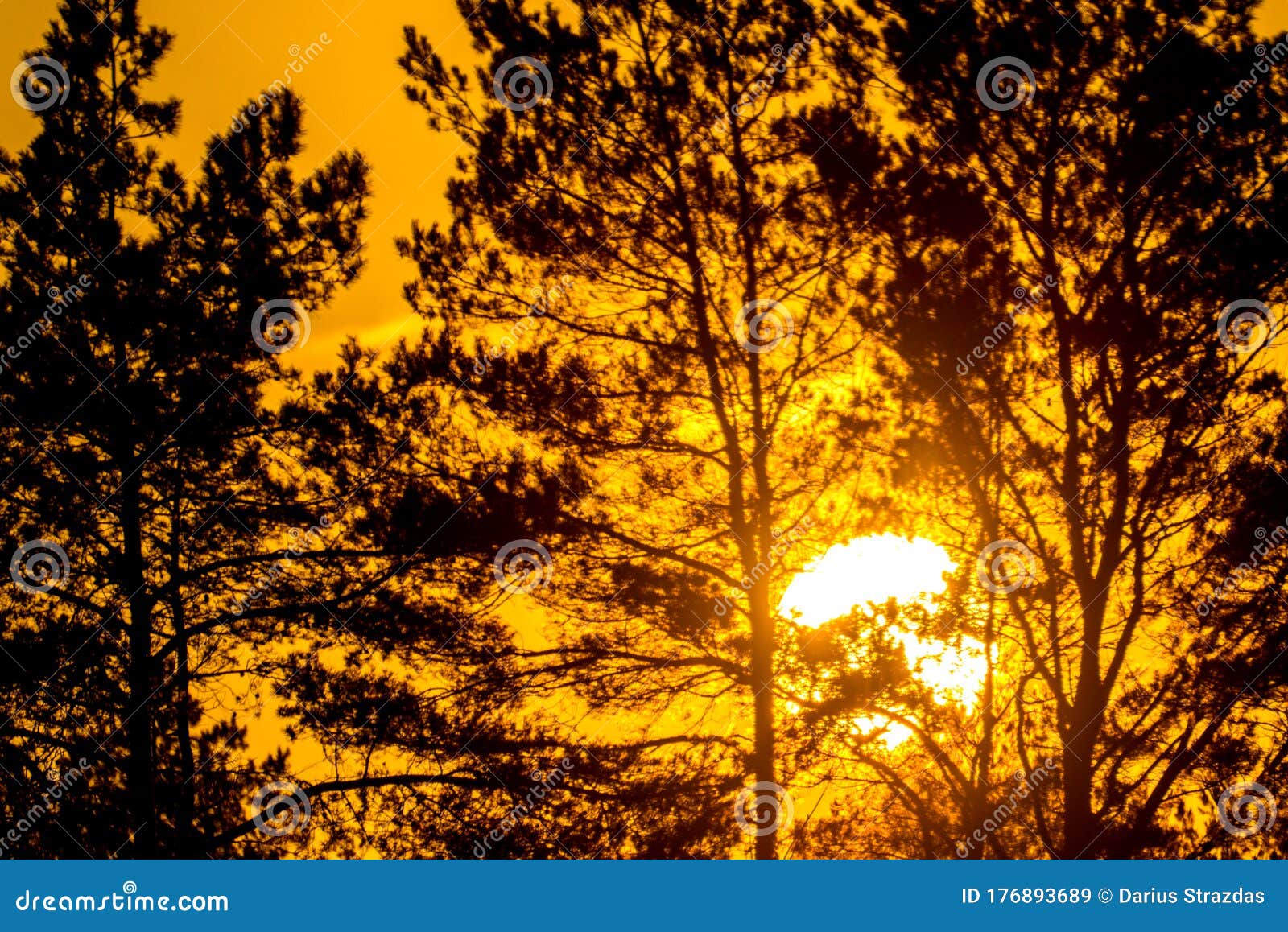 Pine trees at sunset stock image. Image of pine, dawn - 176893689