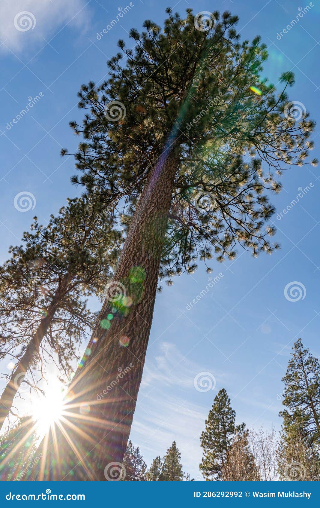 Pine Trees at Sunset in Shevlin Park in Bend Oregon Stock Photo - Image ...