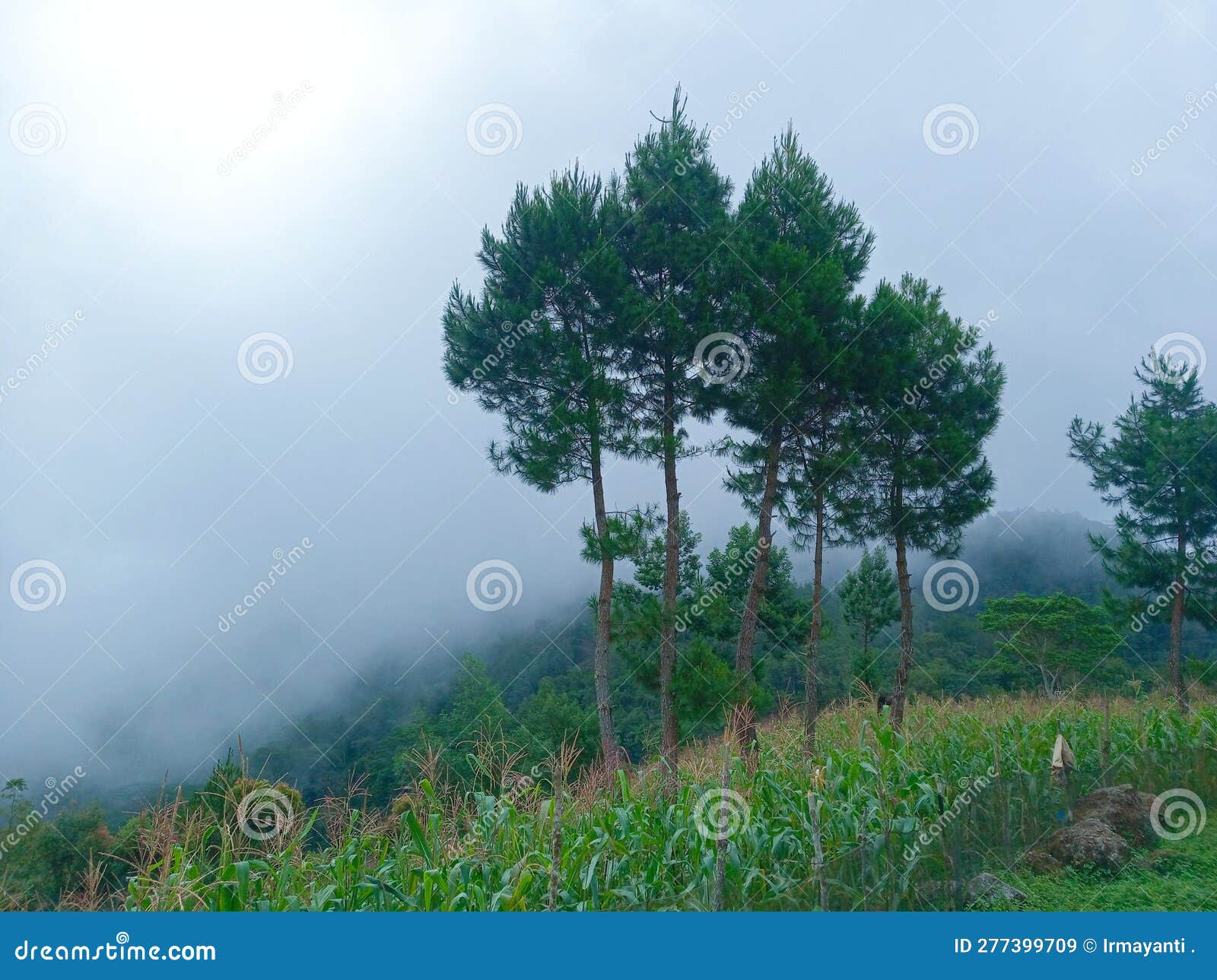 Pine Trees Surrounded by Corn Plants Stock Image - Image of district ...