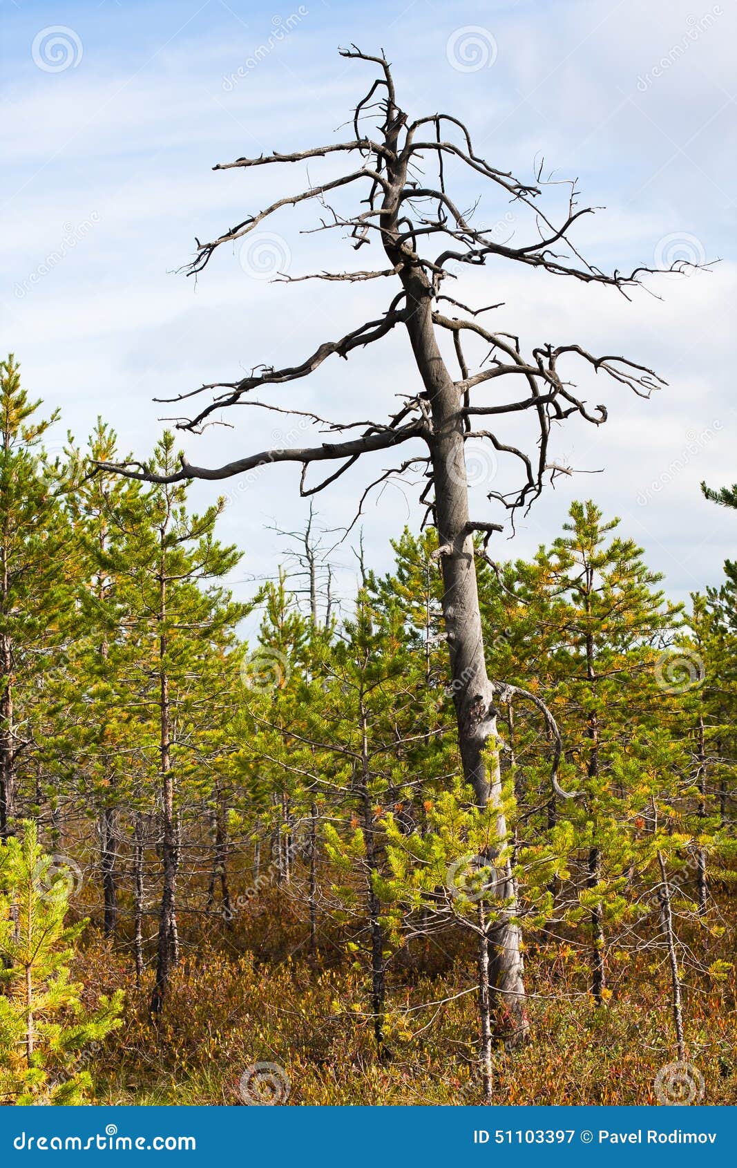 Pine trees in the swamp stock image. Image of wetland - 51103397