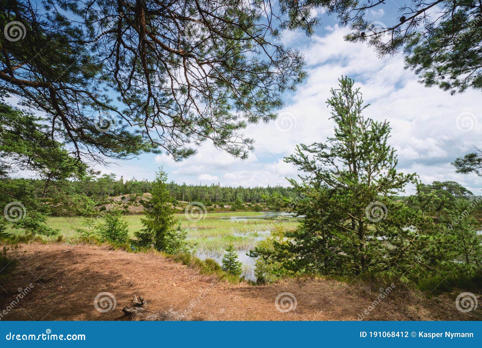 Pine Trees in a Swamp Area in the Summer Stock Photo - Image of pond ...