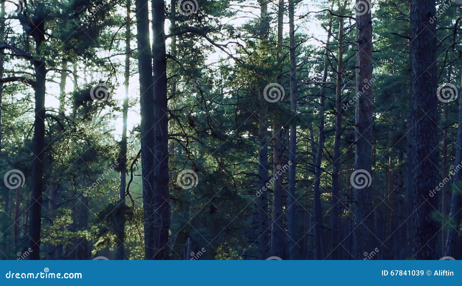 Pine Trees Swaying in the Wind in the Forest. Stock Video - Video of ...