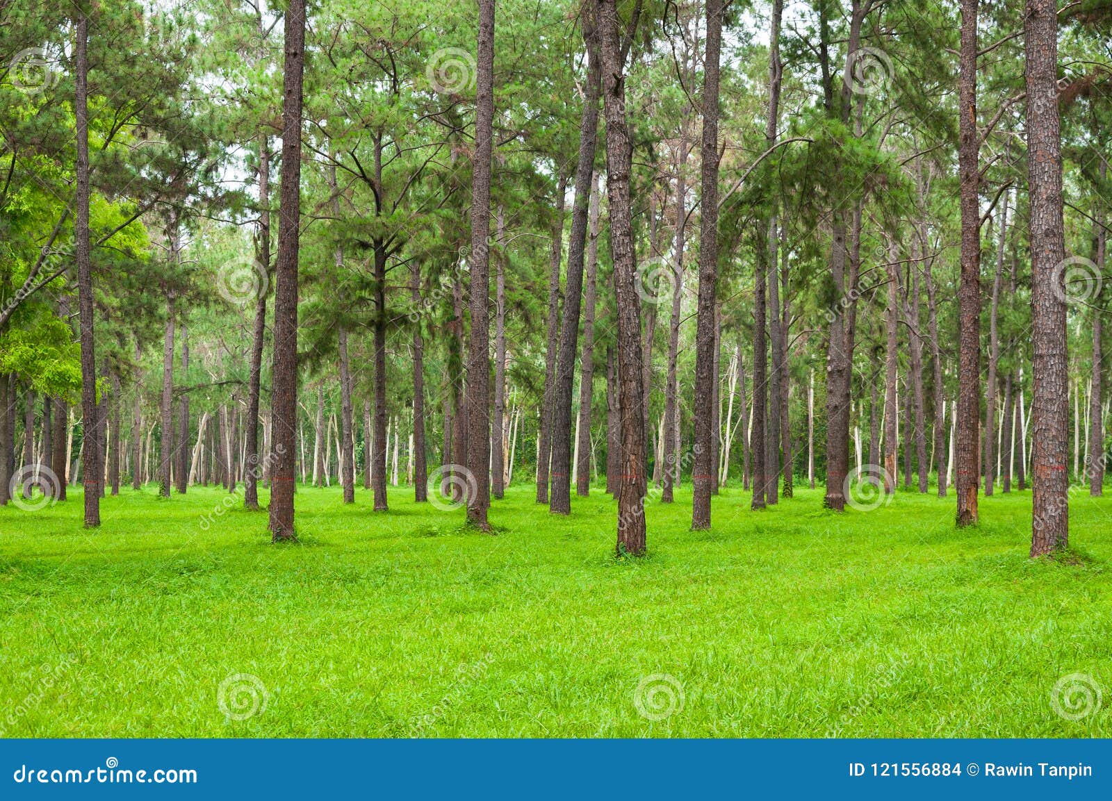 Pine Trees, Tall Green Trunks,Beautiful Pine Trees and Green Grass ...