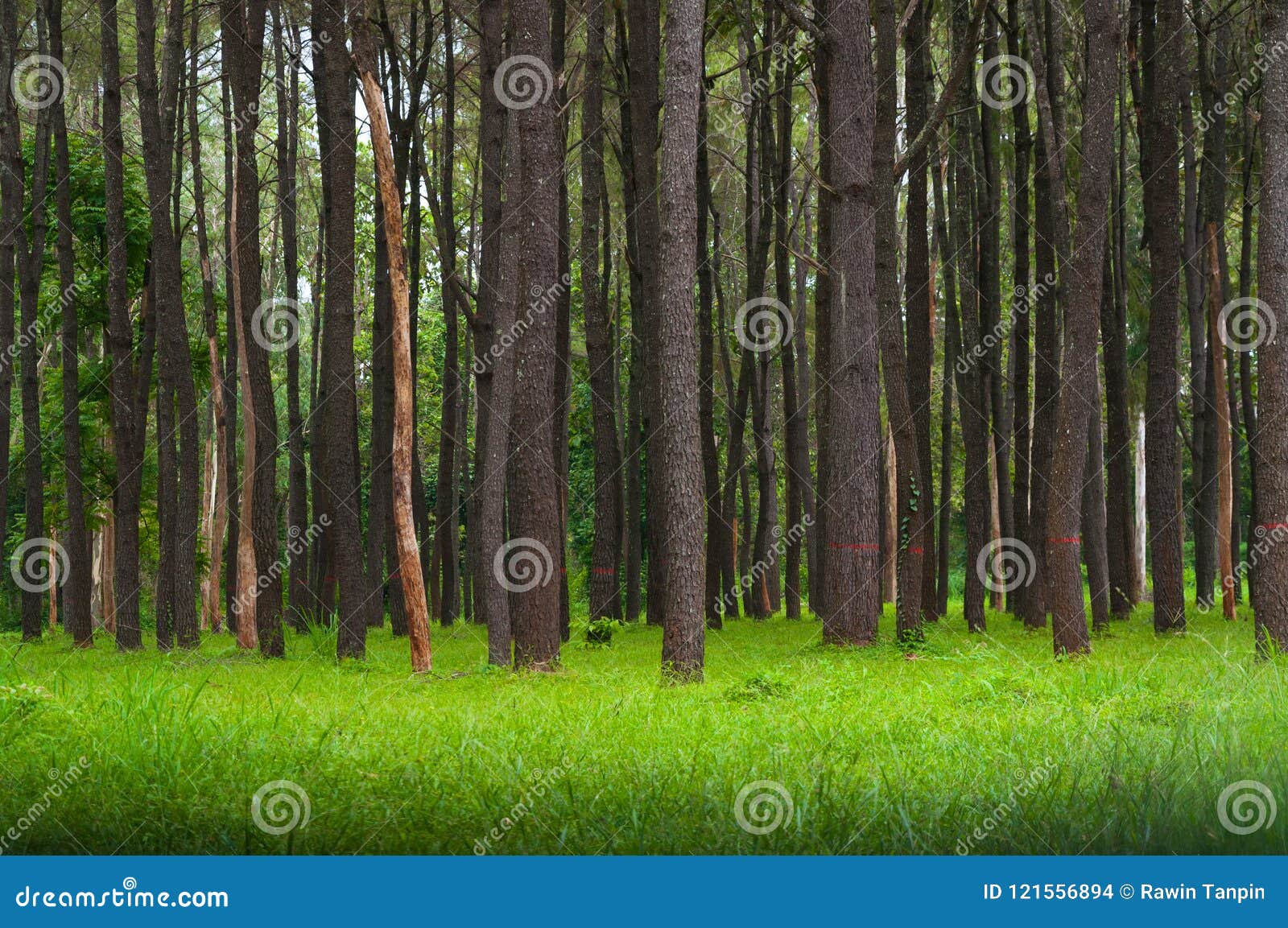 Pine Trees, Tall Green Trunks,Beautiful Pine Trees and Green Grass ...