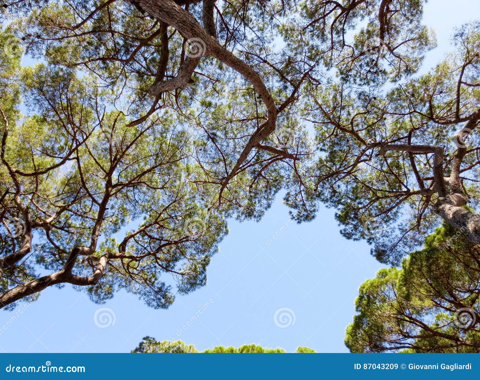 Pine Trees Textures, Upward View Stock Image - Image of pine, green ...