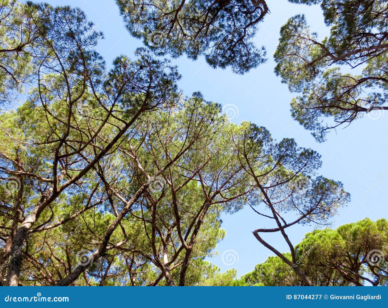 Pine Trees Textures, Upward View Stock Image - Image of plant ...