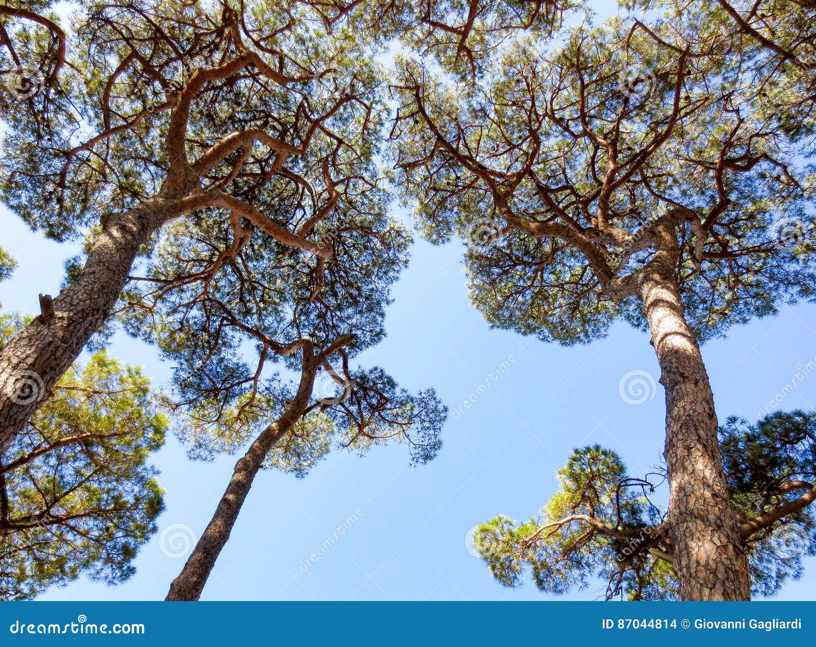 Pine Trees Textures, Upward View Stock Photo - Image of pinus, holidays ...