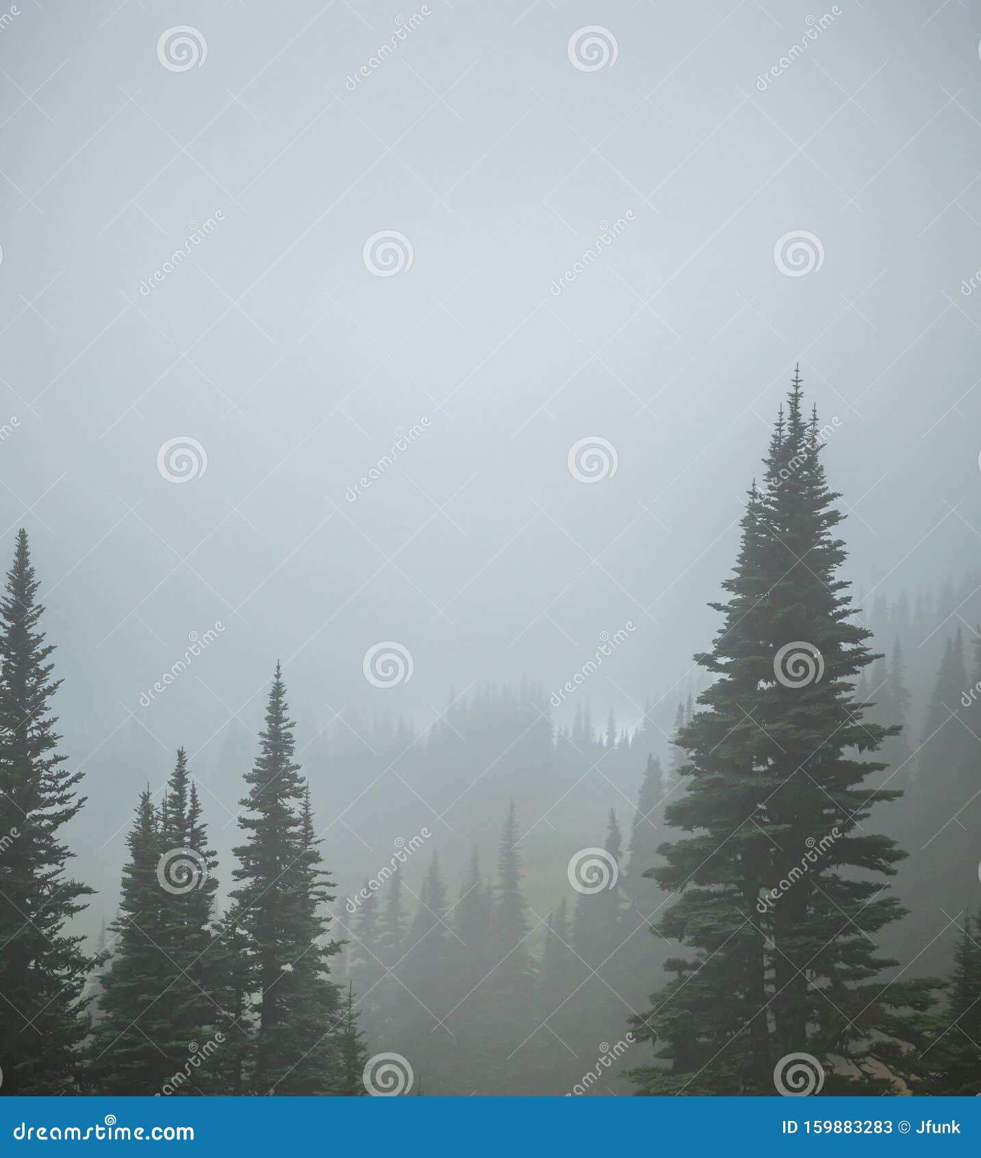Pine Trees in Thick Fog stock image. Image of layered - 159883283