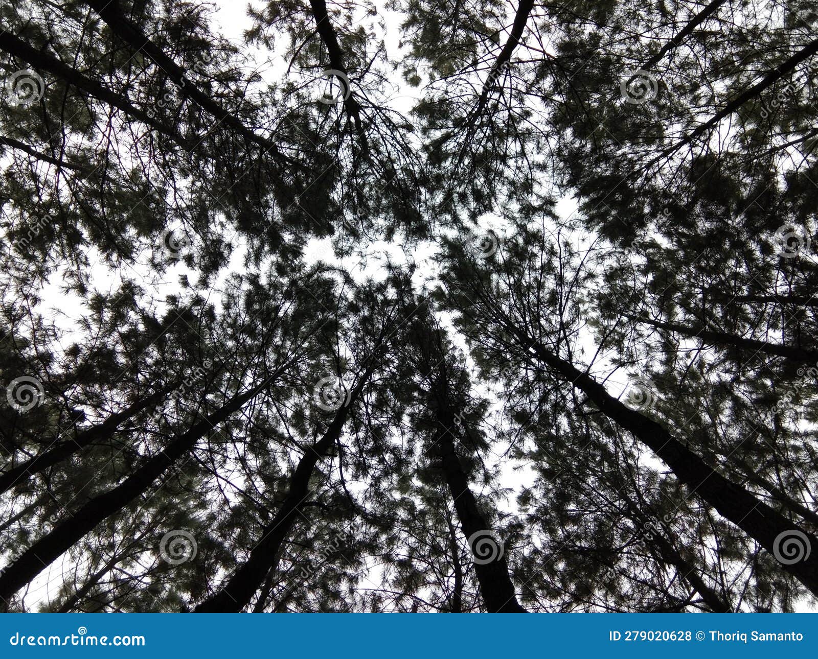 Pine Trees Towered in the Forest, Dense and Cool Stock Photo - Image of ...