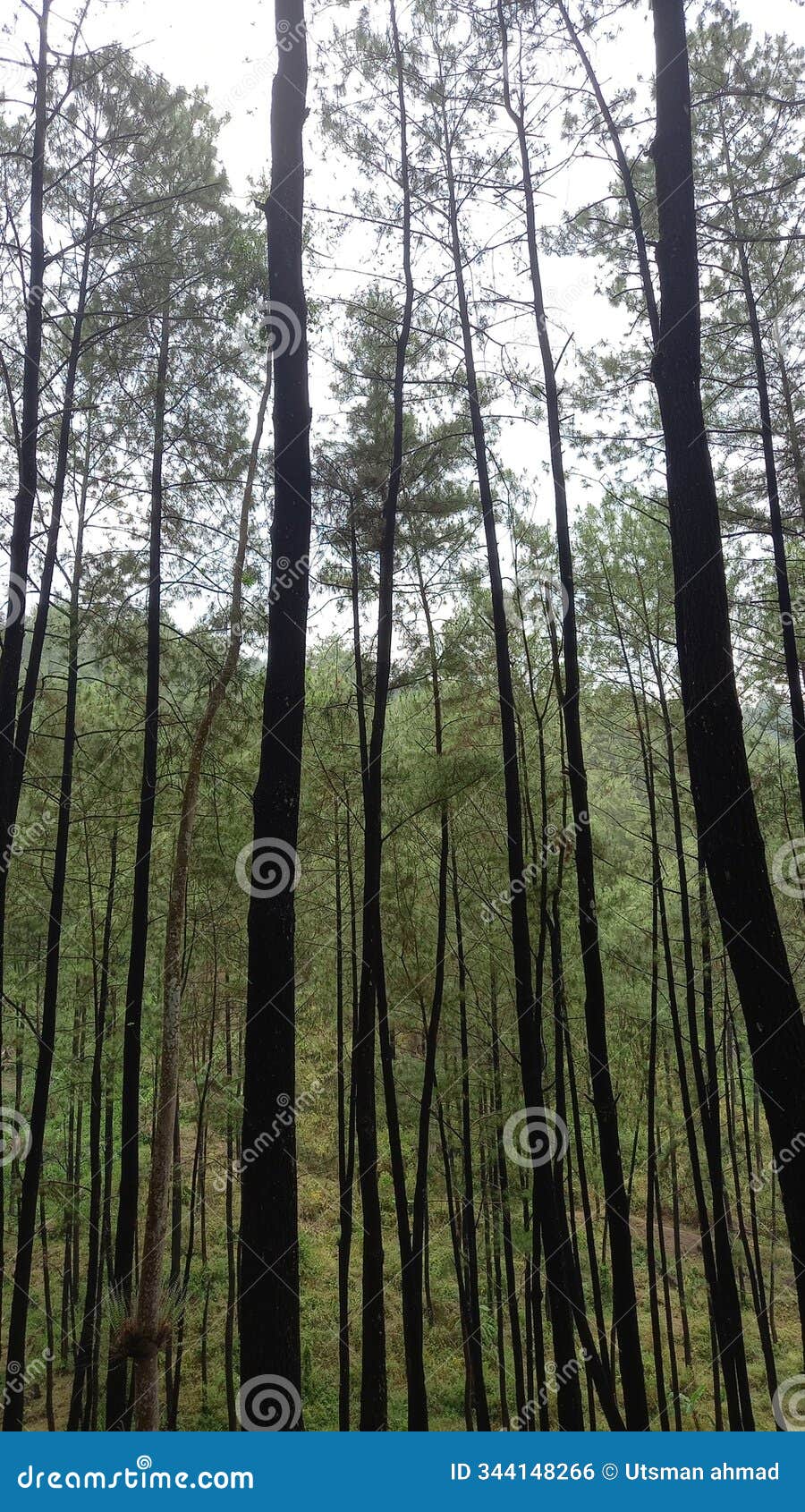 Pine Trees Towering in the Indonesian Forest Stock Photo - Image of ...