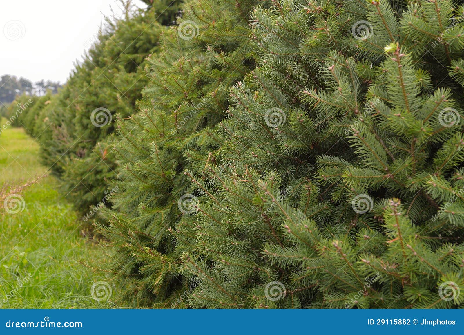 Pine trees on a tree farm stock photo. Image of grey - 29115882