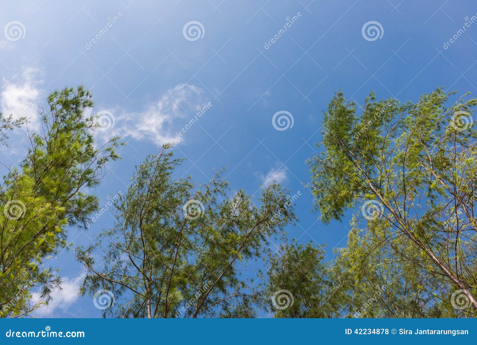 Pine Trees Trunks and Tops View from the Bottom Stock Photo - Image of ...