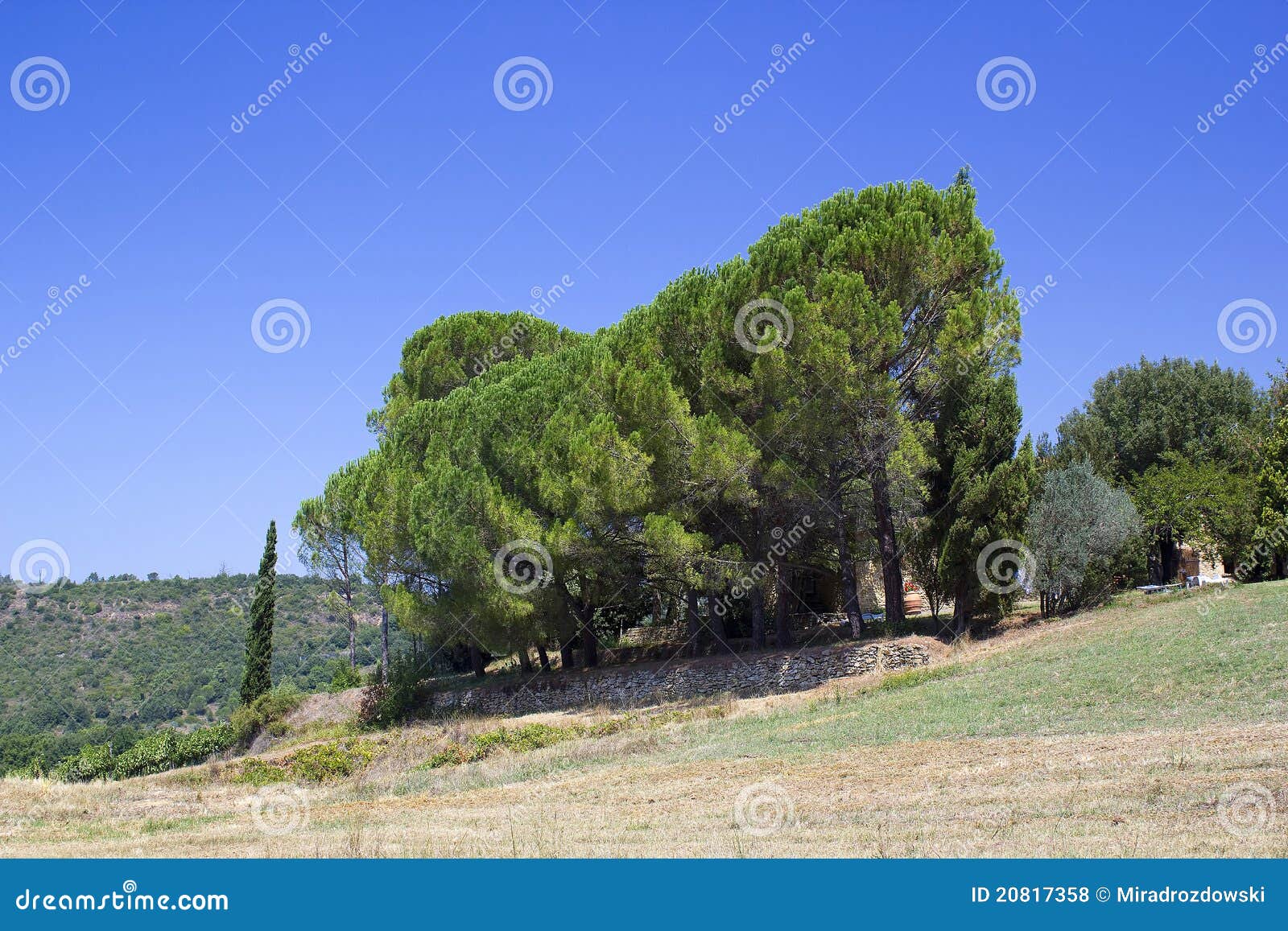 Pine trees in Tuscany stock photo. Image of forest, tree - 20817358
