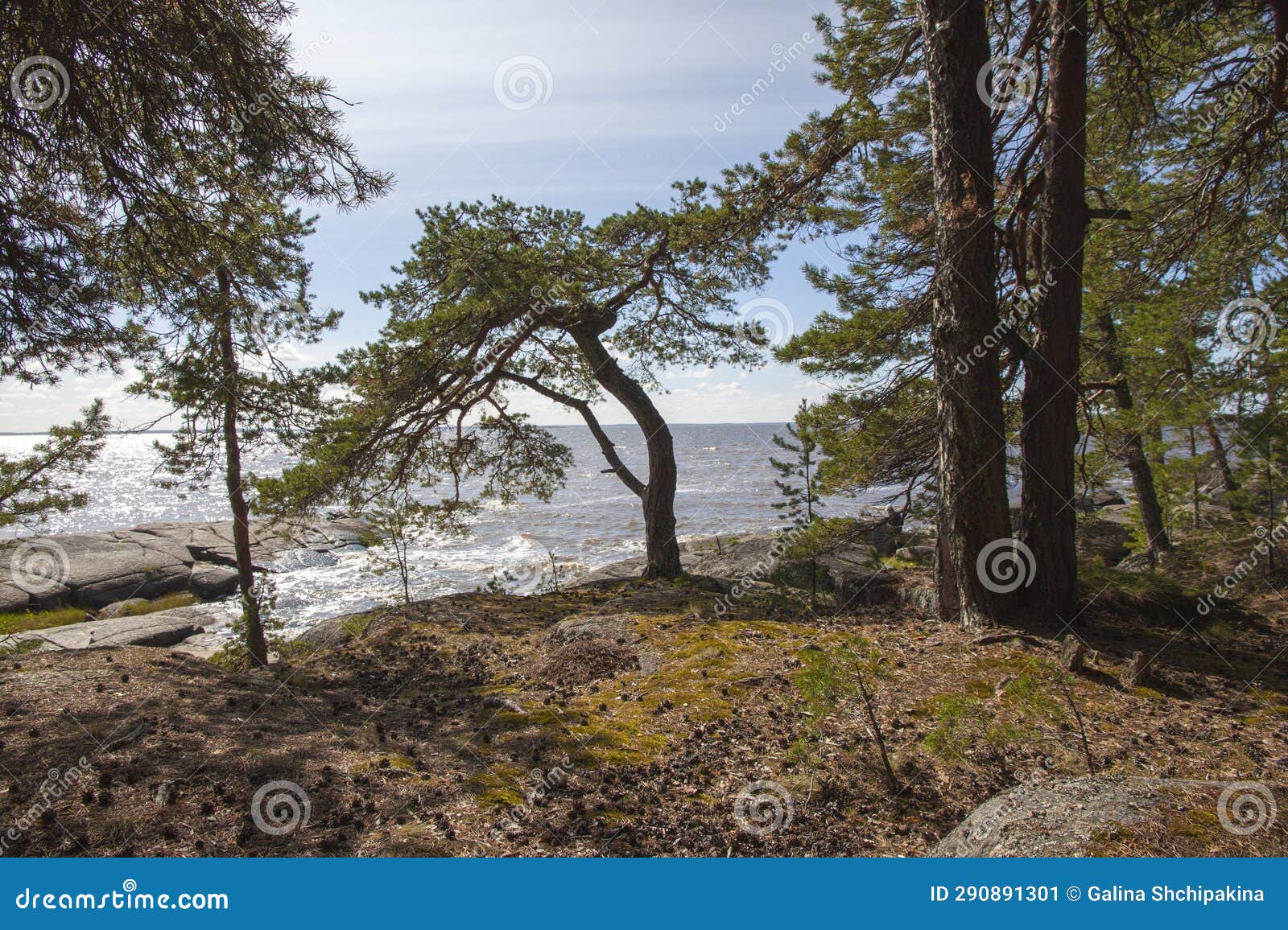 Pine Trees Twisted by the Winds on the Sea Coast Stock Image - Image of ...