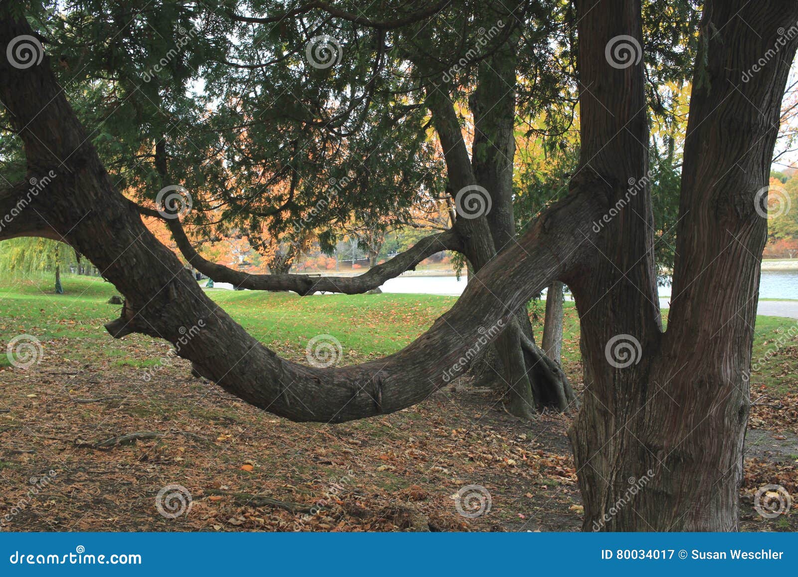 Pine Trees stock image. Image of branches, trees, pine - 80034017