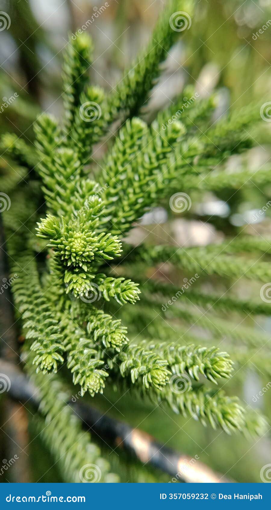 Bearer of Natural Balance and Harmony Stock Photo - Image of ...