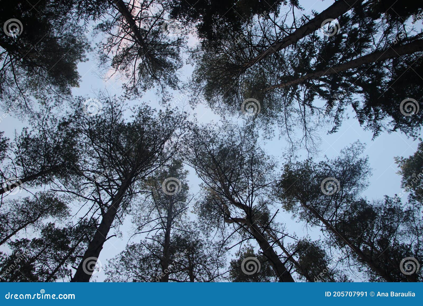 Pine Trees Under Clear Blue Sky and Sun, View from Down. Nature Concept ...