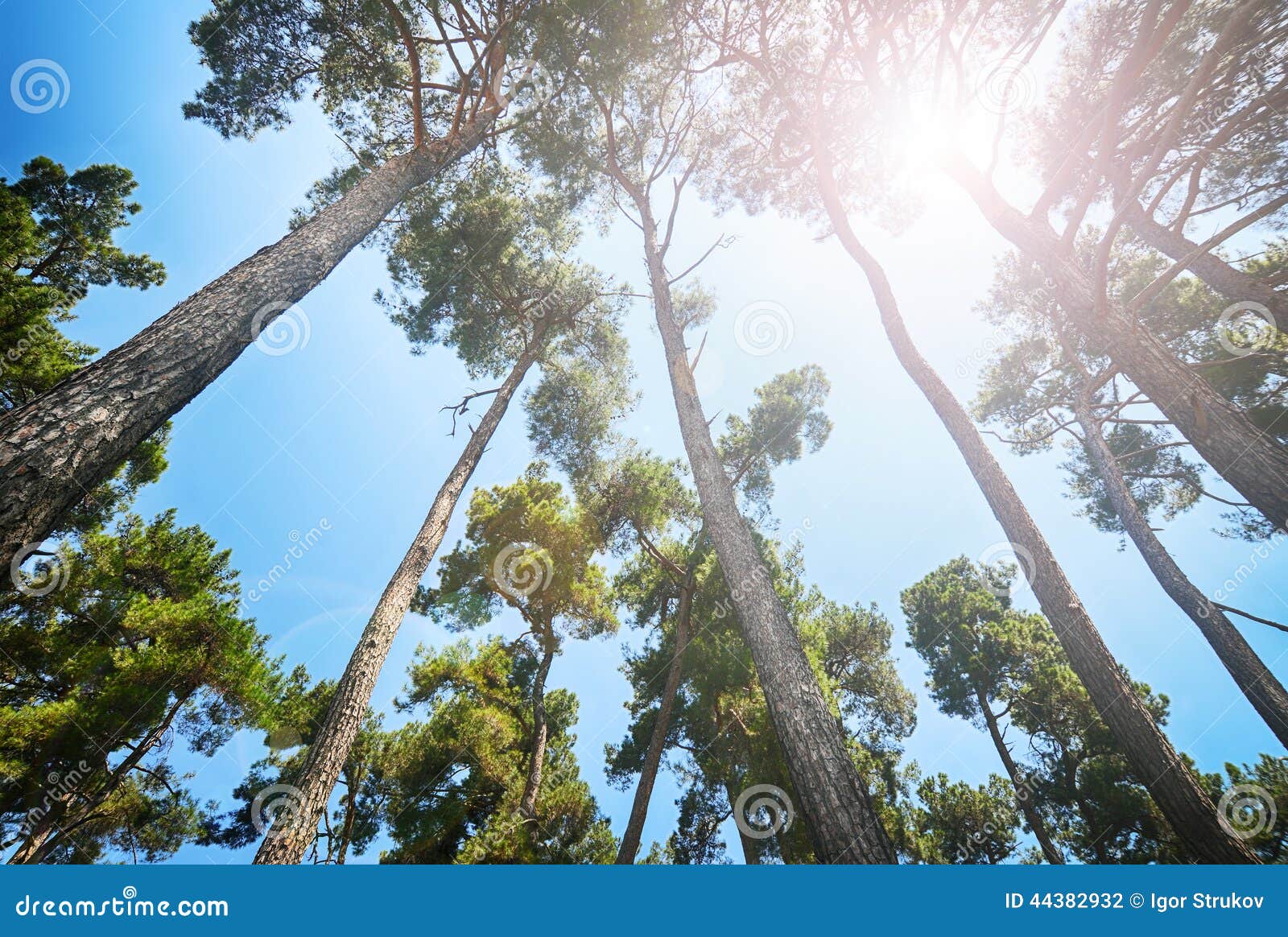 Pine trees under the sun stock photo. Image of green - 44382932