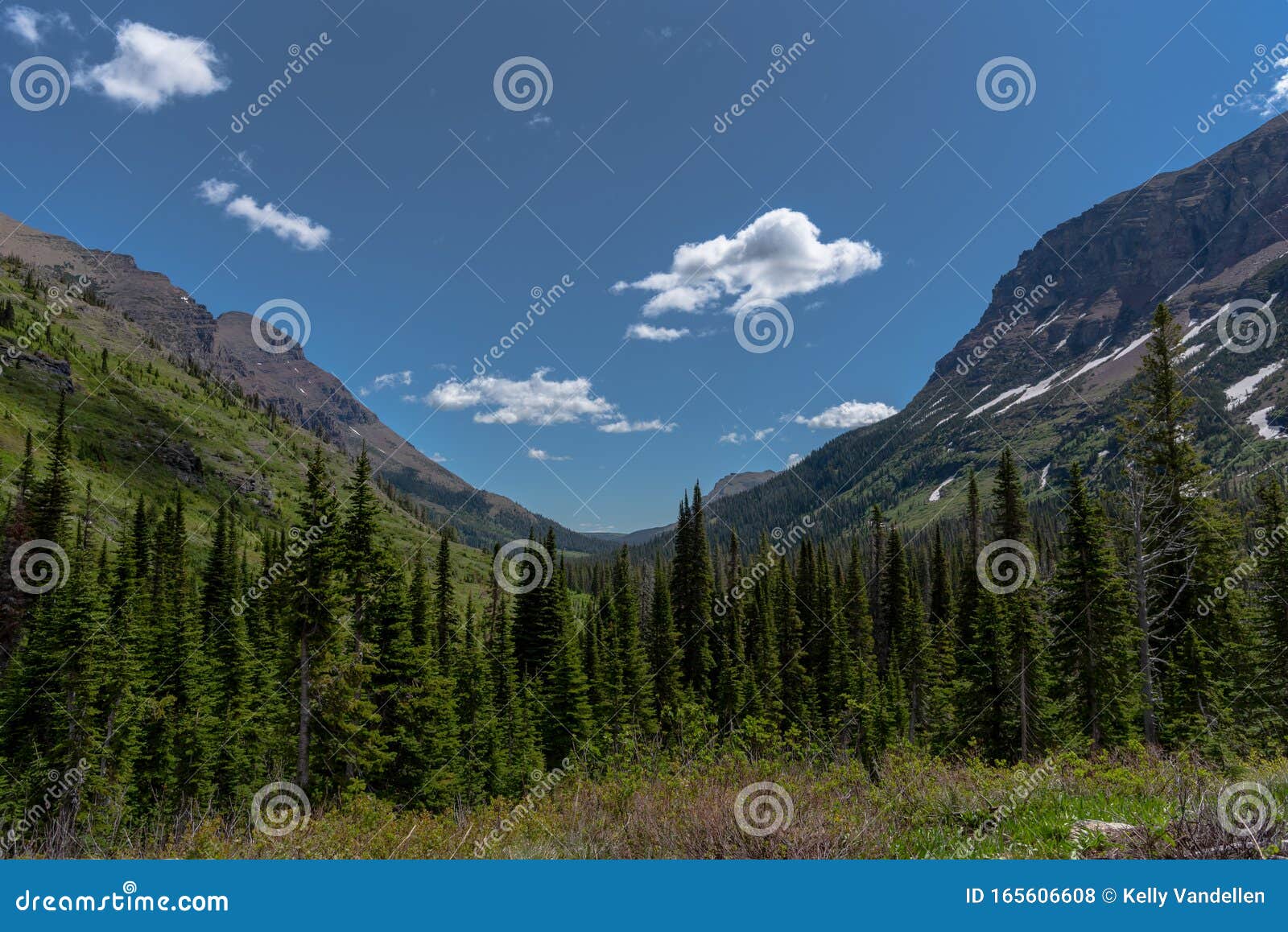 Pine Trees in the Valley between Montana Mountains Stock Photo - Image ...