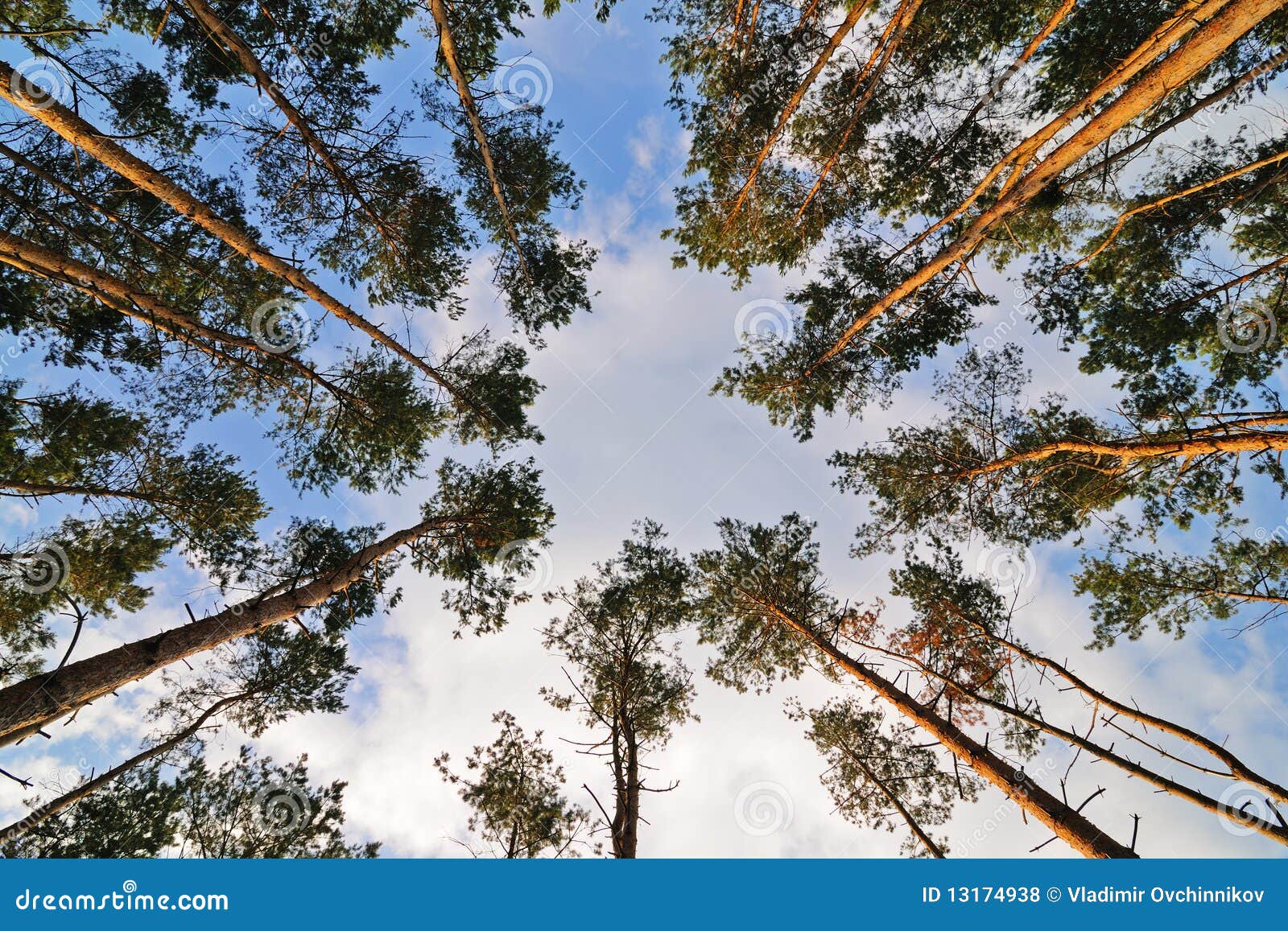 Pine Trees View stock photo. Image of forest, tree, evergreen - 13174938