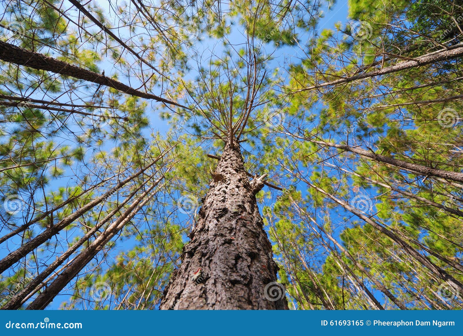 Pine trees stock image. Image of natural, view, pine - 61693165