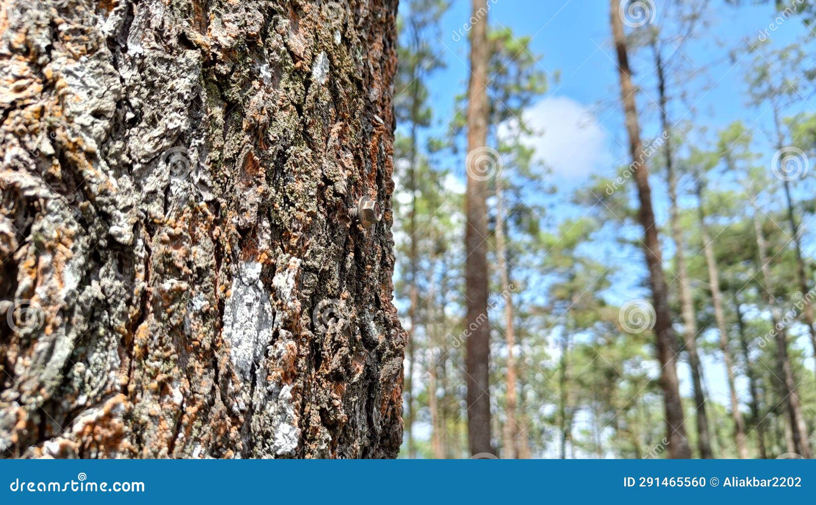 Pine Trees Visible from Near and Far Stock Photo - Image of trees ...