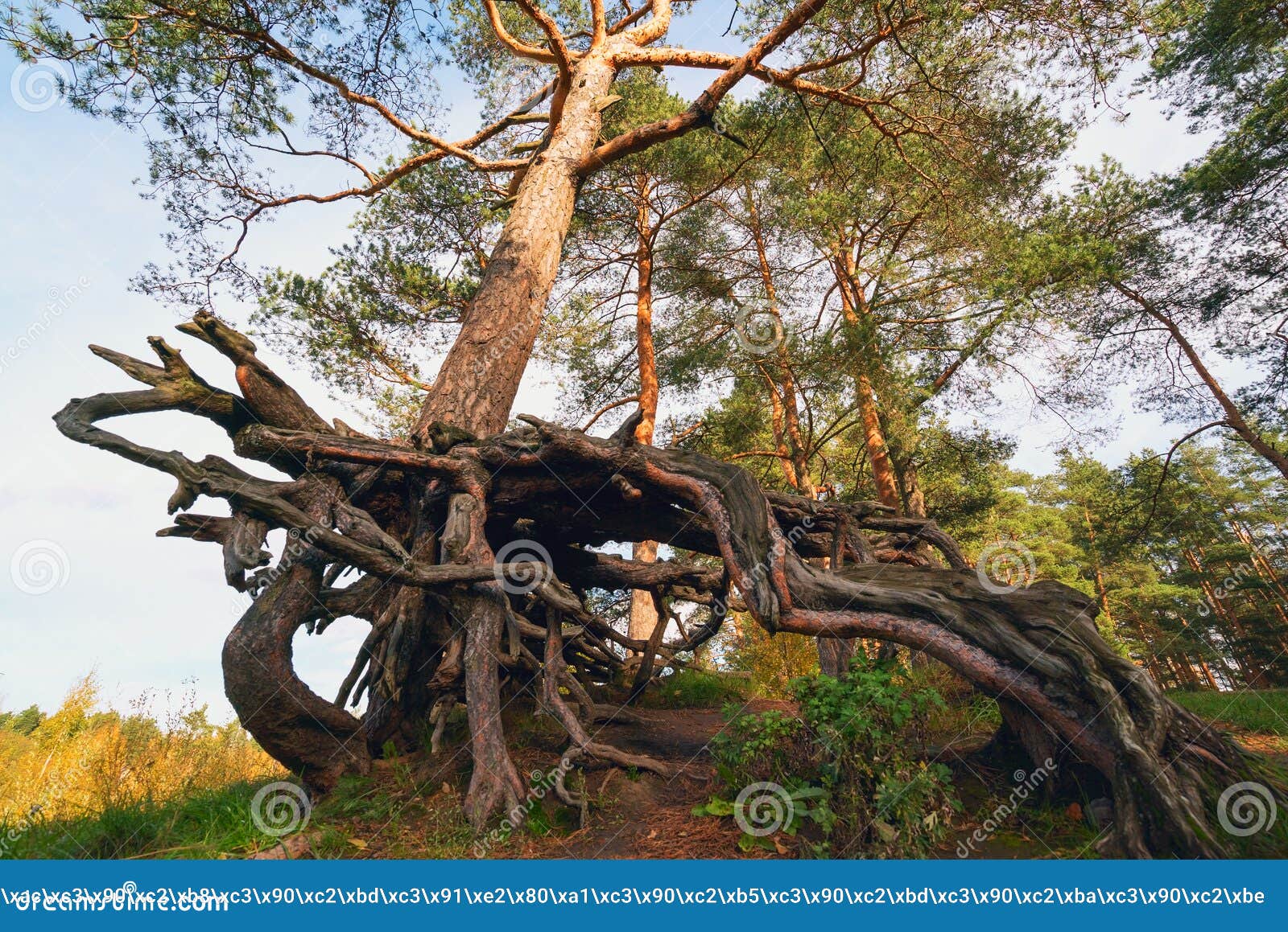 Pine Trees with Visible Roots in the Forest on the Slope. Stock Photo ...
