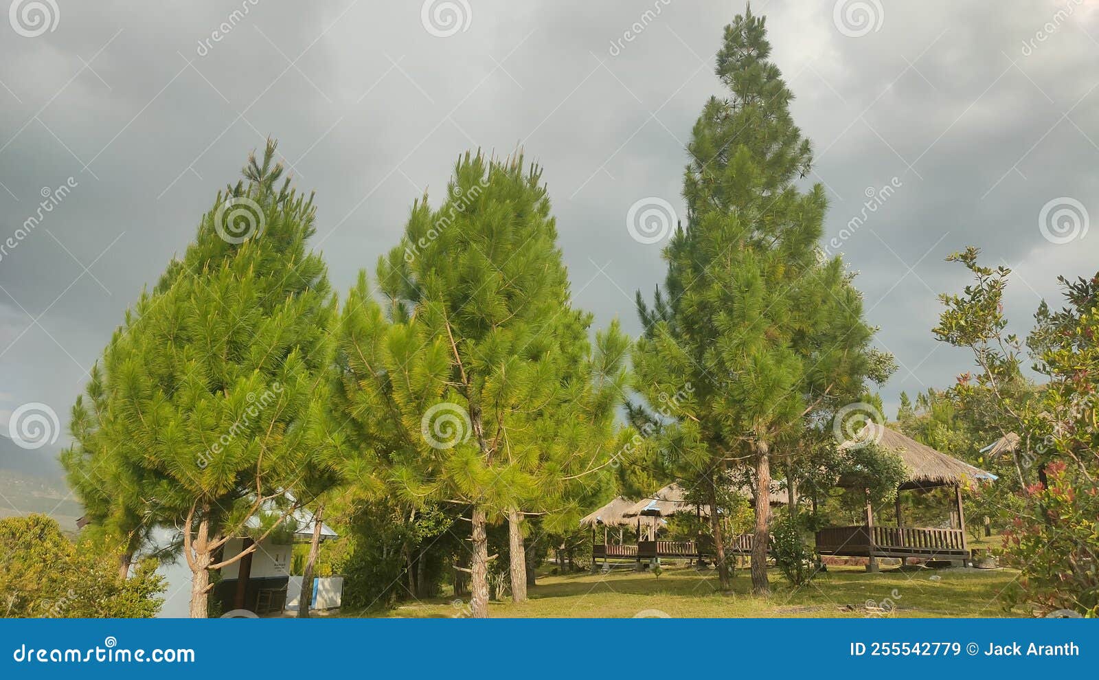Pine Trees in Wamena, Papua Indonesia Stock Image - Image of pine ...