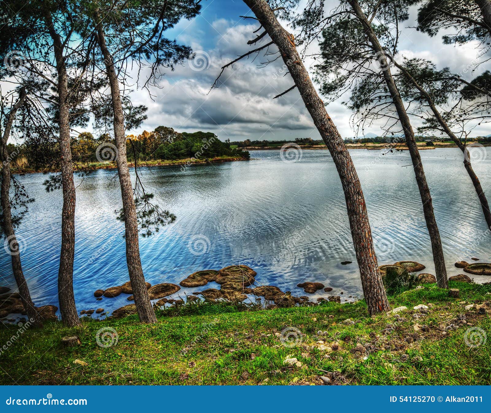 Pine trees by the water stock photo. Image of pond, scrub - 54125270