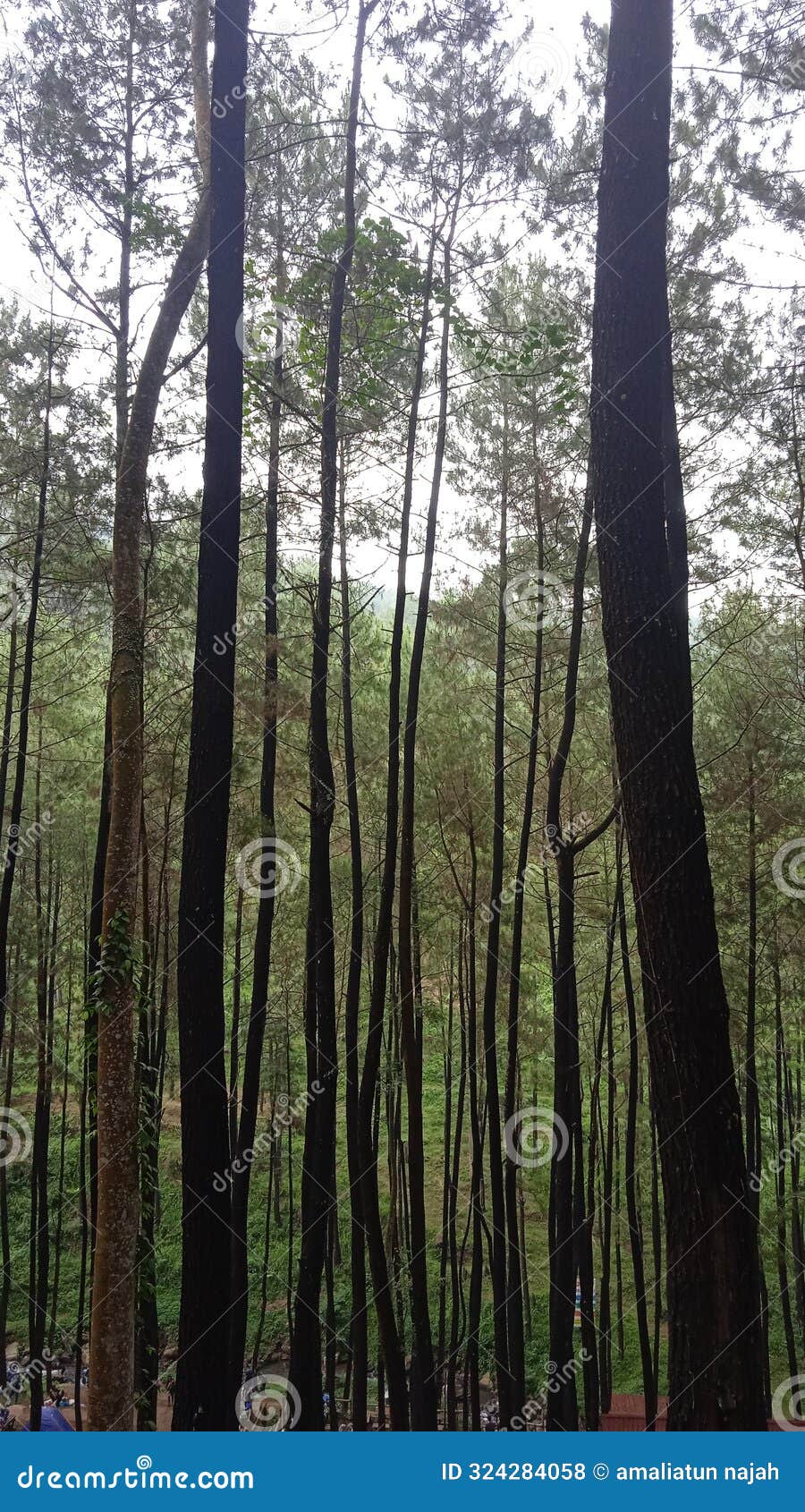 Pine Trees Which is Beautiful and Cool Stock Photo - Image of trees ...