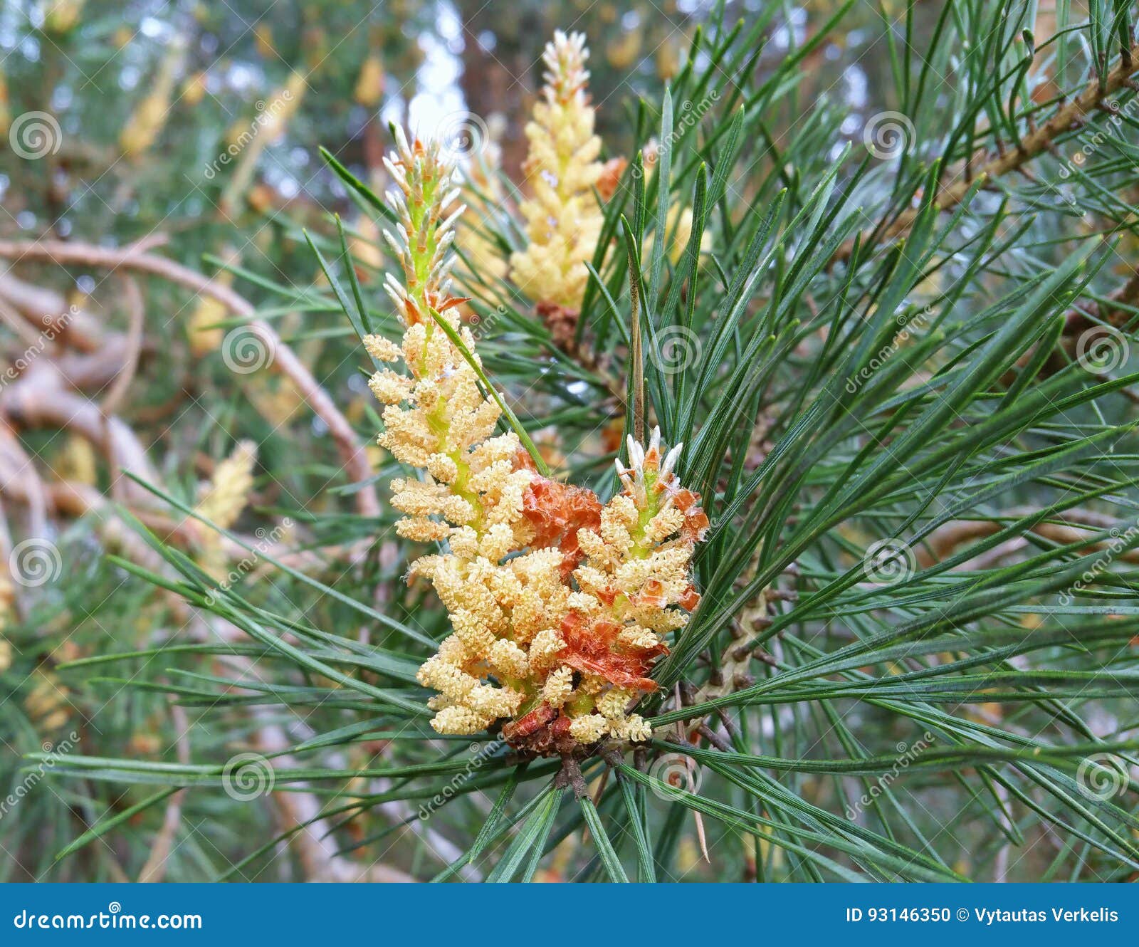 Pine Trees, Which Bloom in the Spring Sunshine Stock Photo - Image of ...