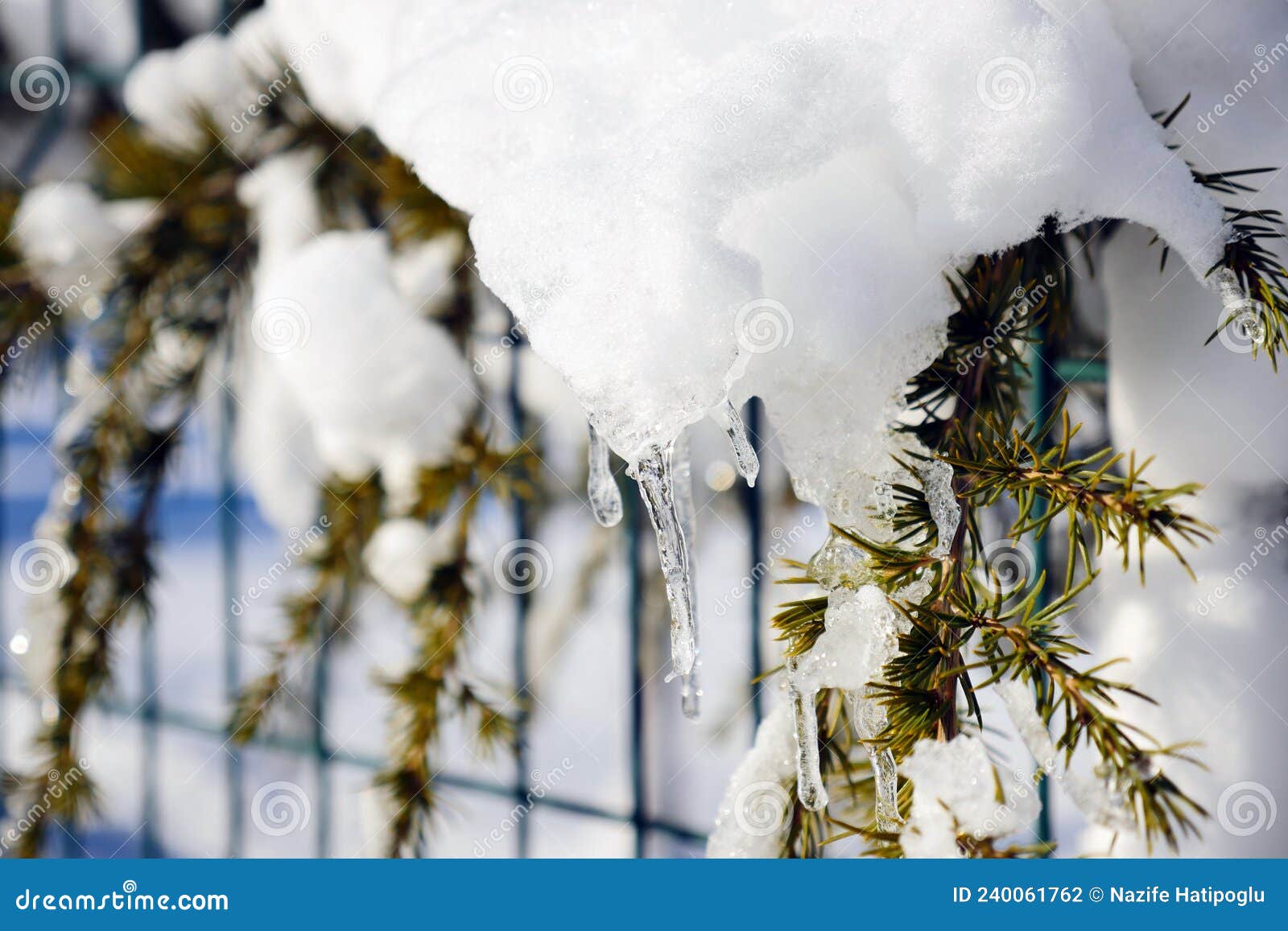 Pine Trees on Which Snow Falls, Icicles Formed on Pine Trees, Winter ...