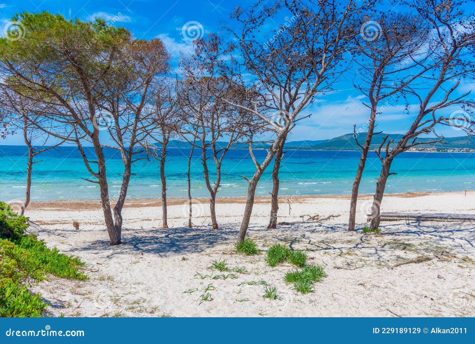 Pine Trees and White Sand in Maria Pia Beach Stock Image - Image of ...