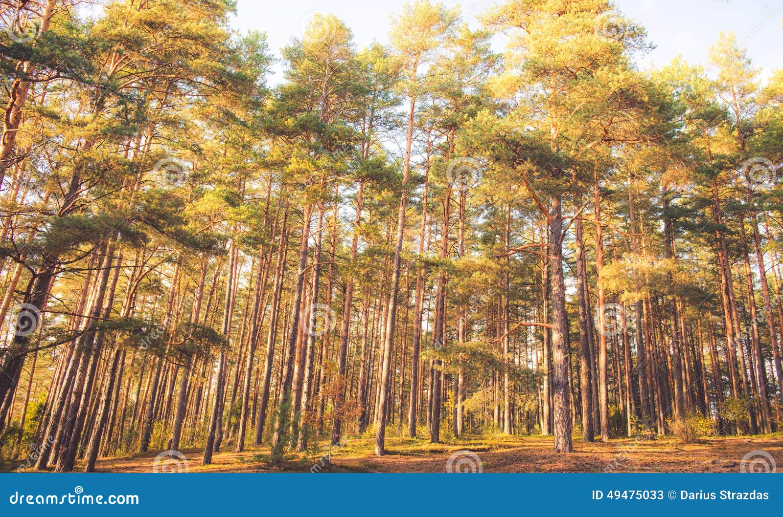 Pine trees stock image. Image of sunrise, weather, conifer - 49475033