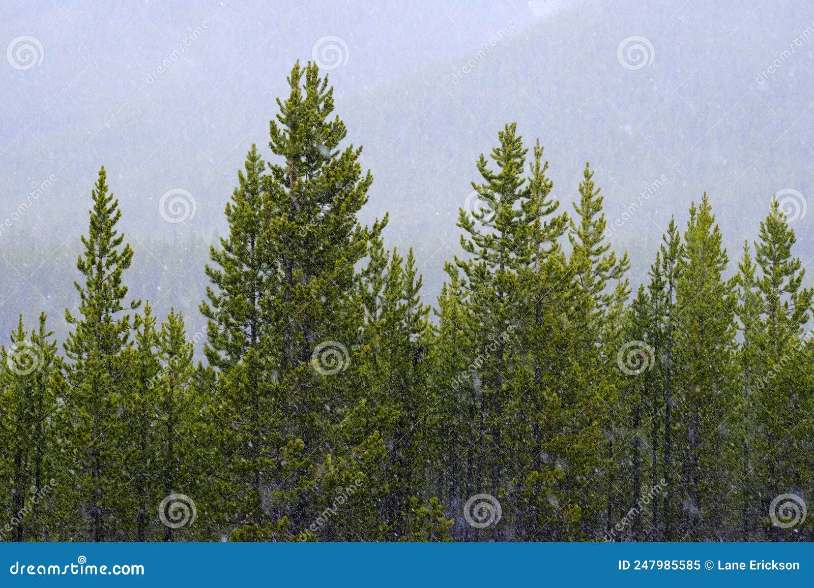 Pine Trees in Wilderness Forest in Snow Storm Blizzard Falling Stock ...