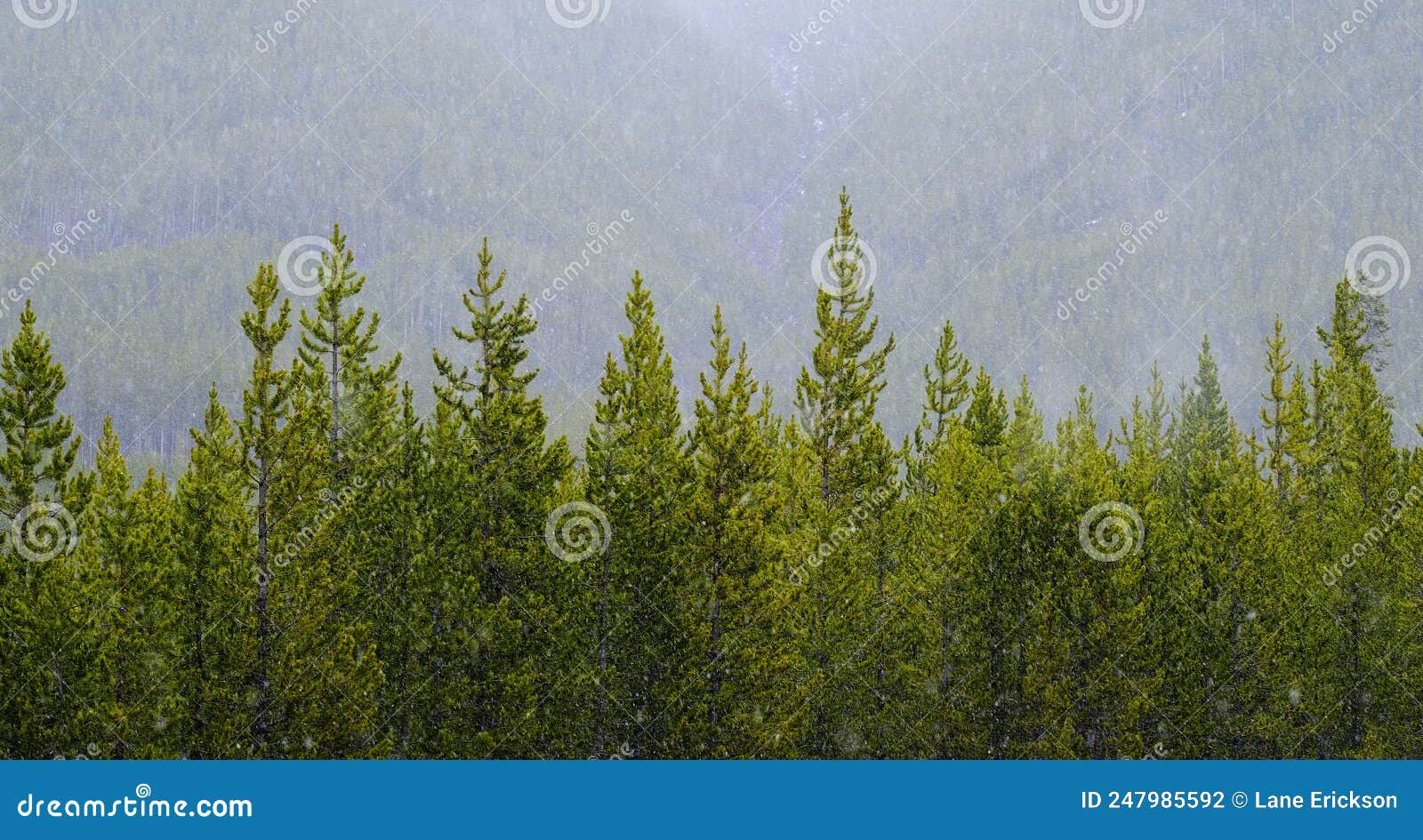 Pine Trees in Wilderness Forest in Snow Storm Blizzard Falling Stock ...