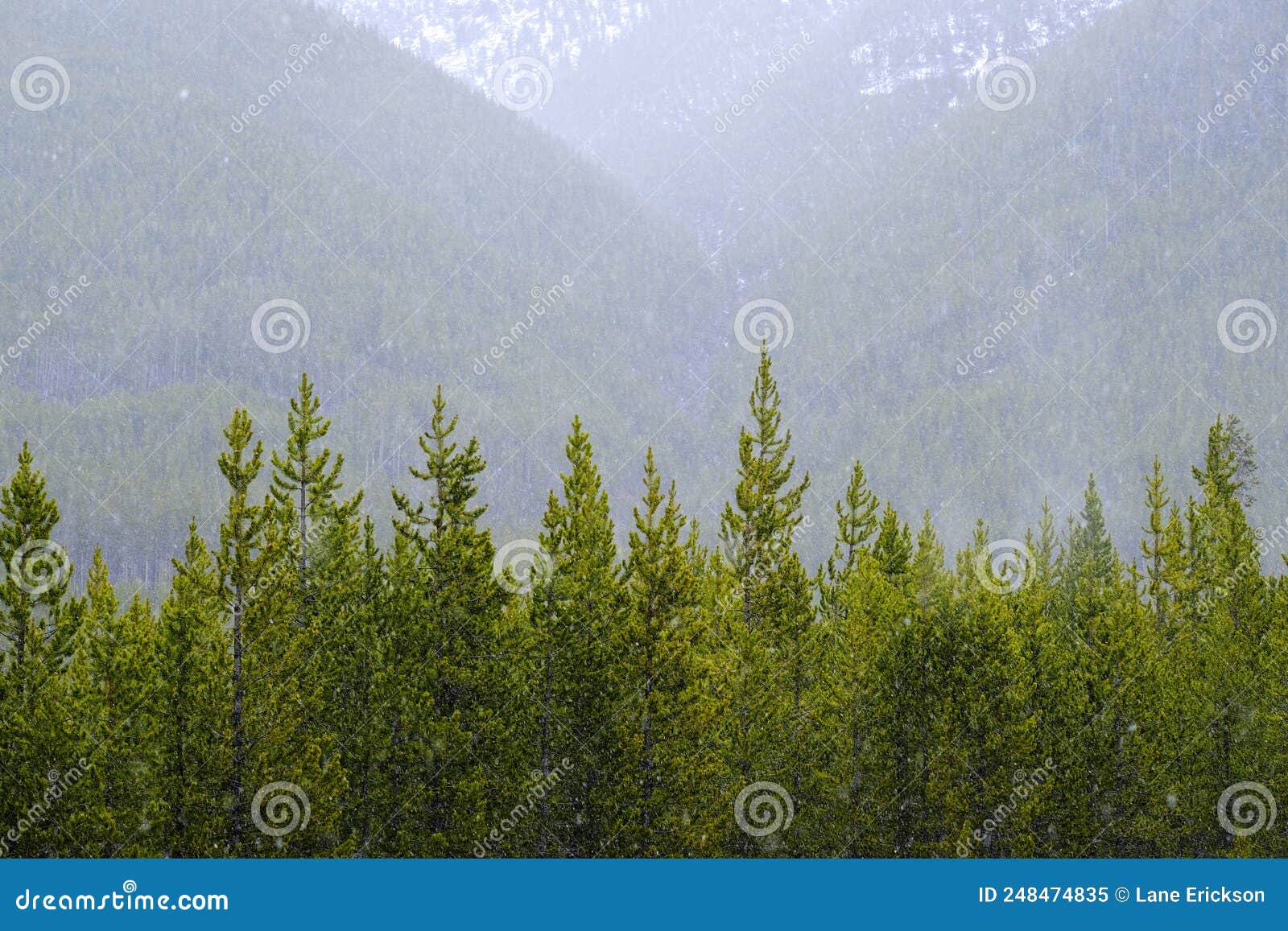 Pine Trees in Wilderness Forest in Snow Storm Blizzard Falling Stock ...