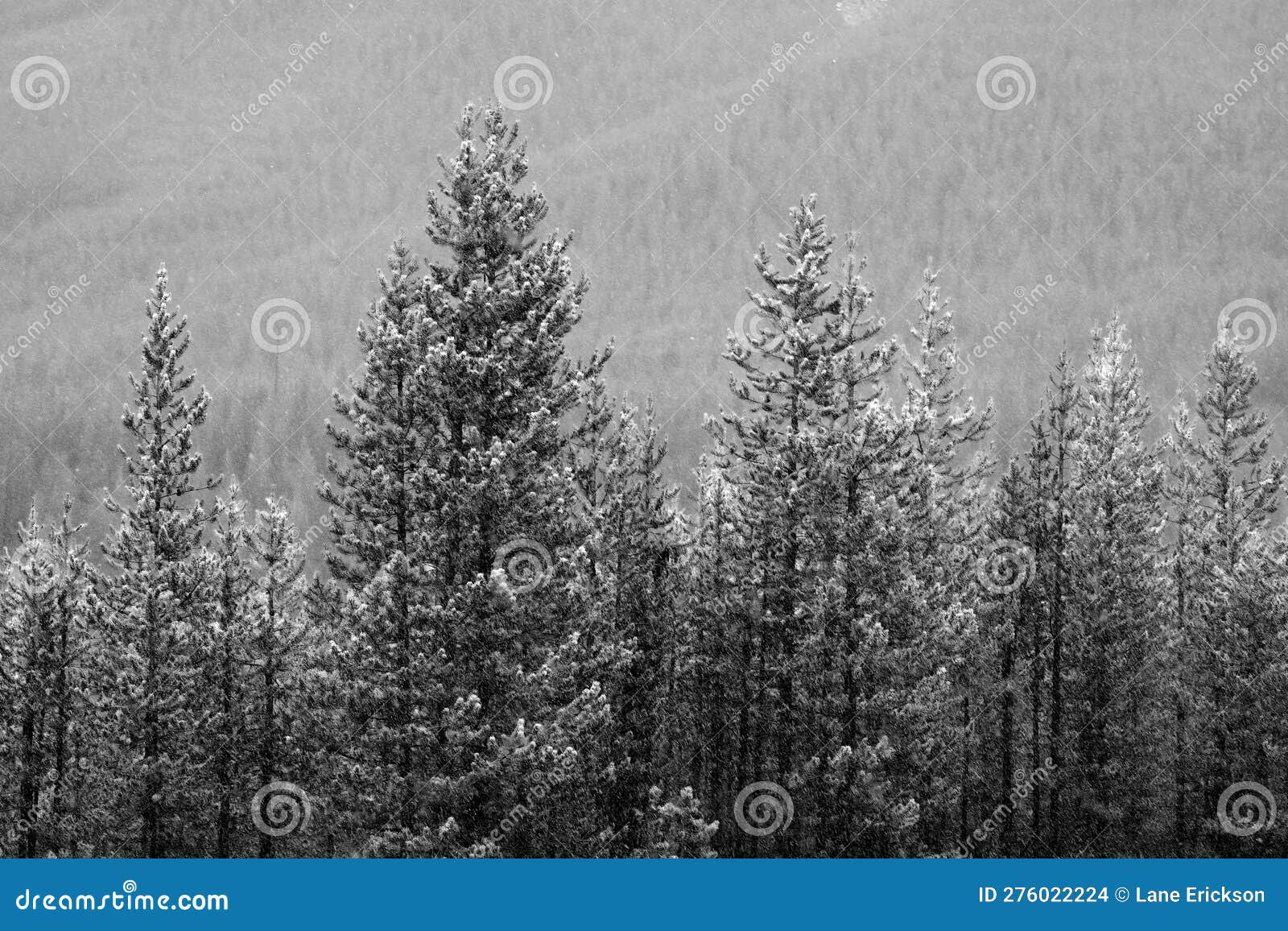 Pine Trees in Wilderness Forest in Snow Storm Blizzard Falling Stock ...