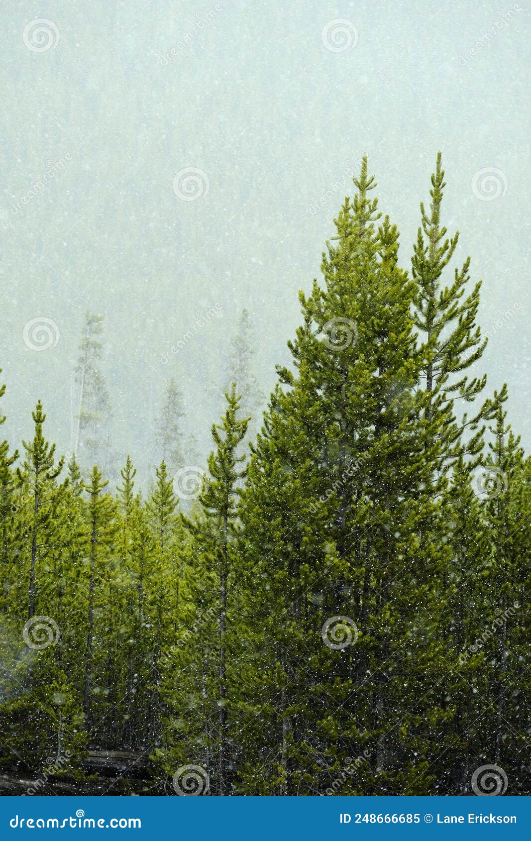 Pine Trees in Wilderness Forest in Snow Storm Blizzard Falling Stock ...