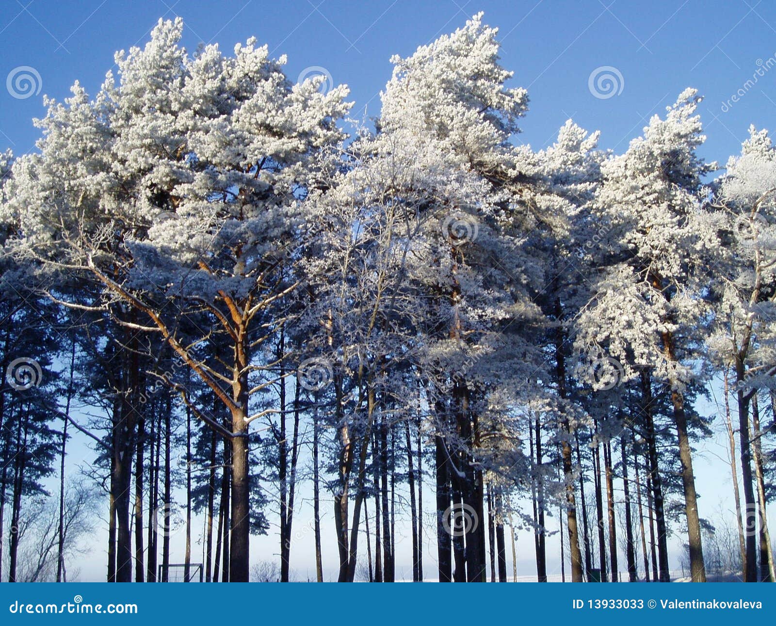 Pine trees in winter stock image. Image of beauty, harmony - 13933033