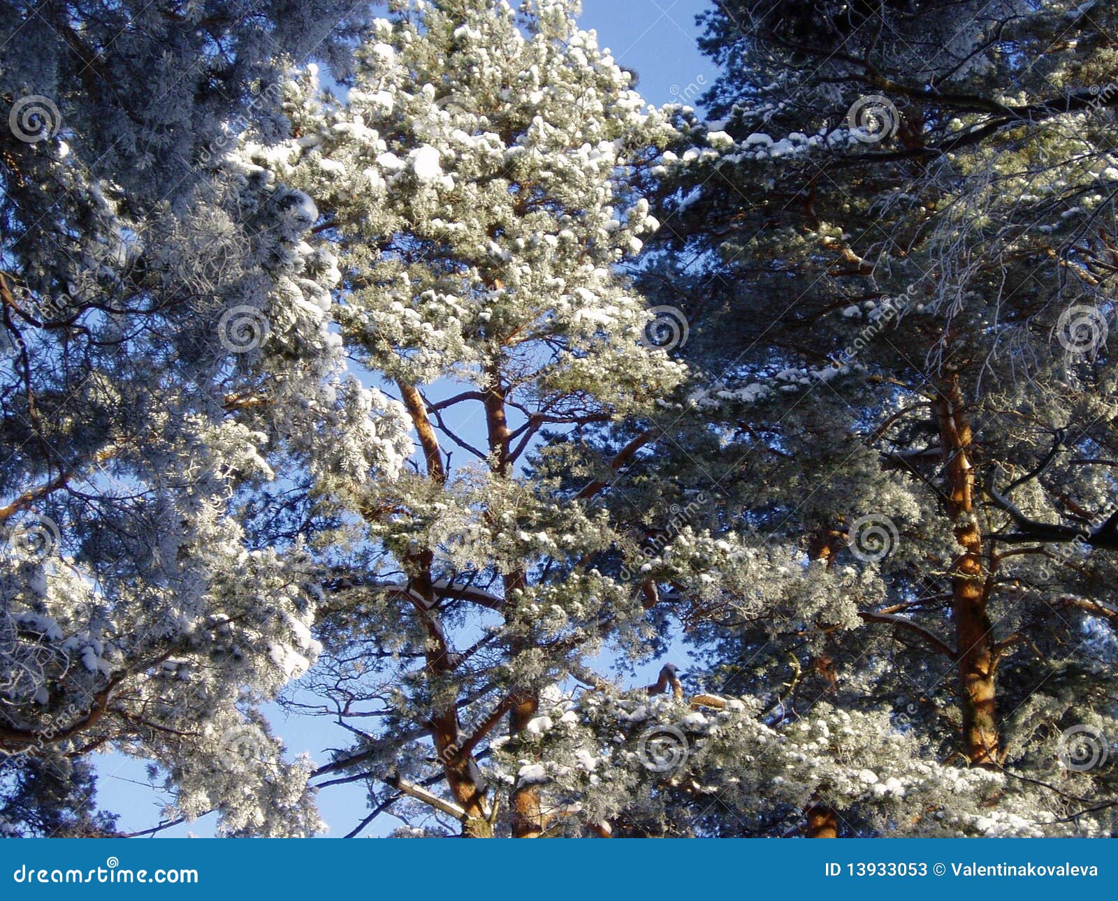 Pine trees in winter stock image. Image of covered, joesuu - 13933053