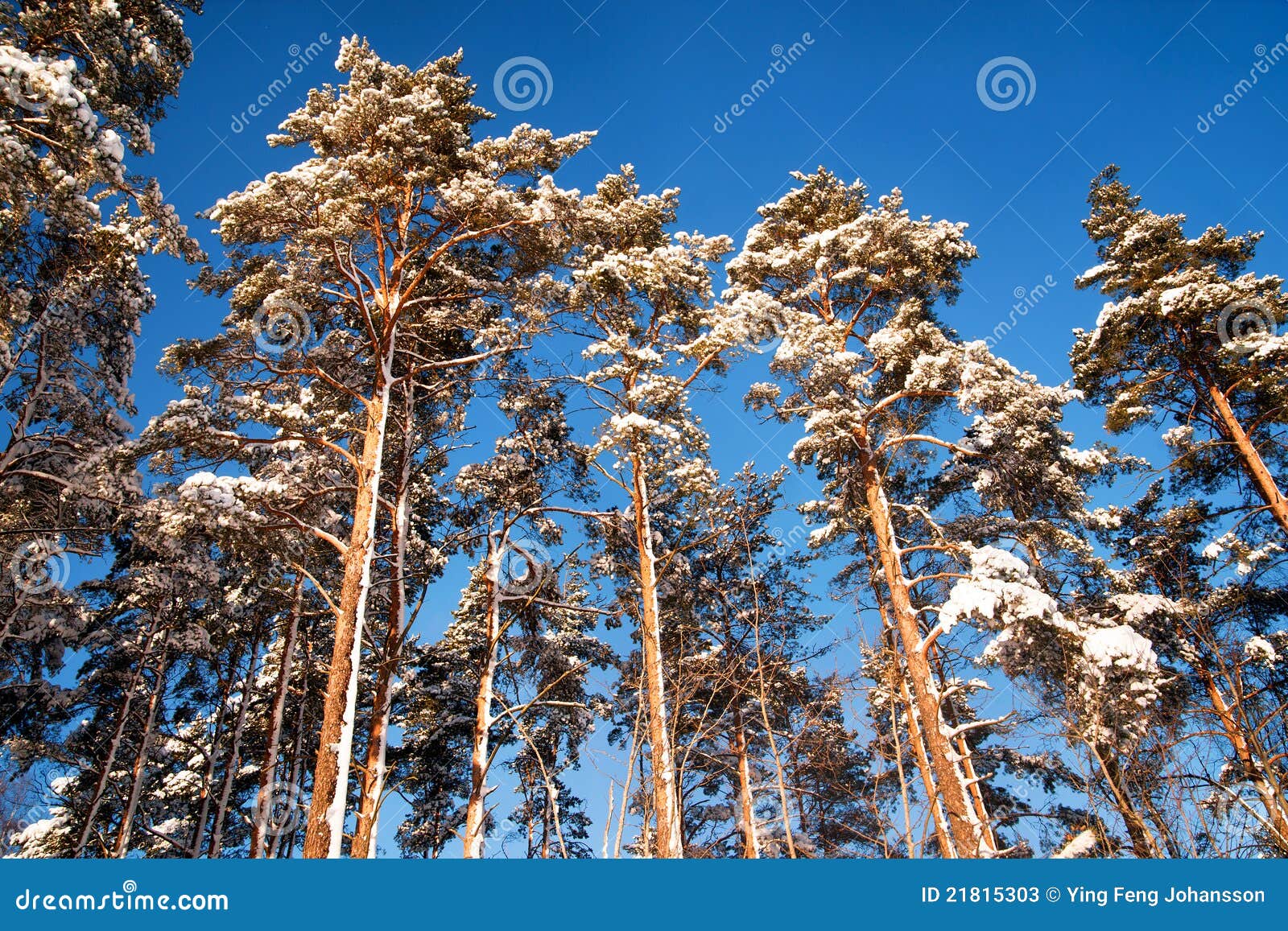 Pine trees in winter stock image. Image of beauty, nature - 21815303