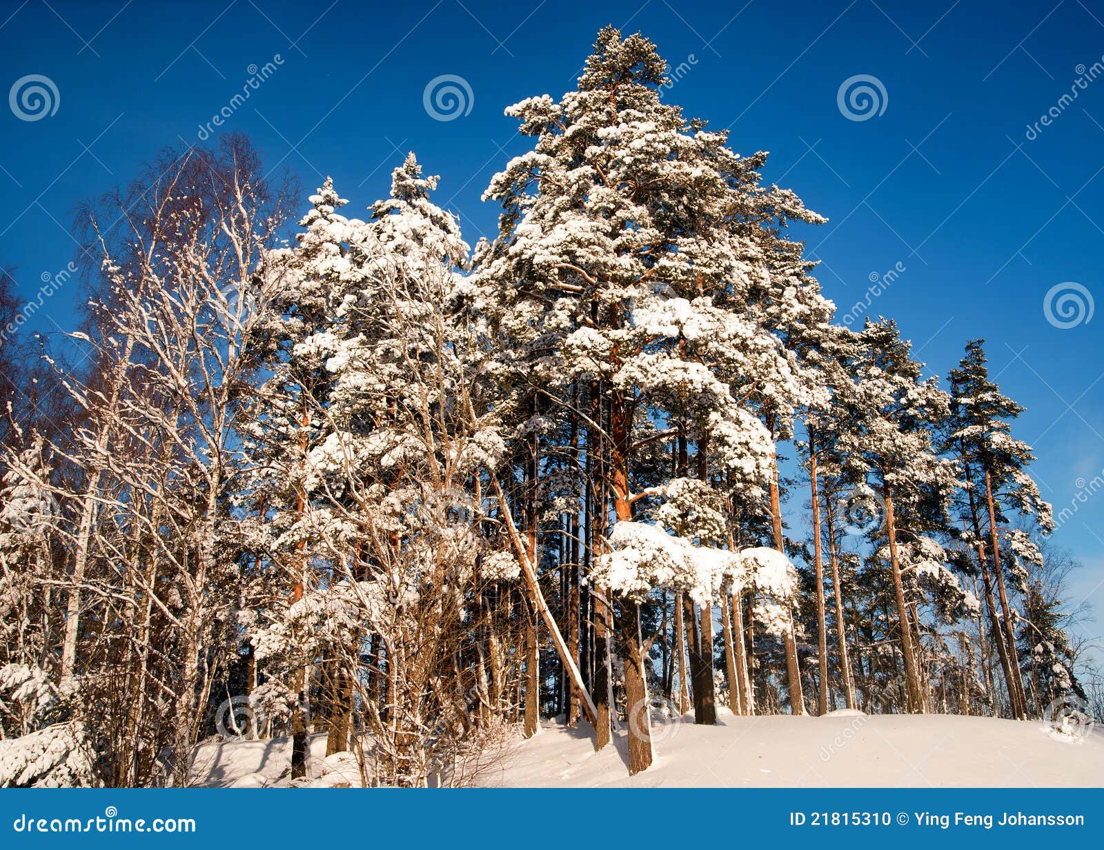 Pine trees in winter stock photo. Image of wood, beautiful - 21815310