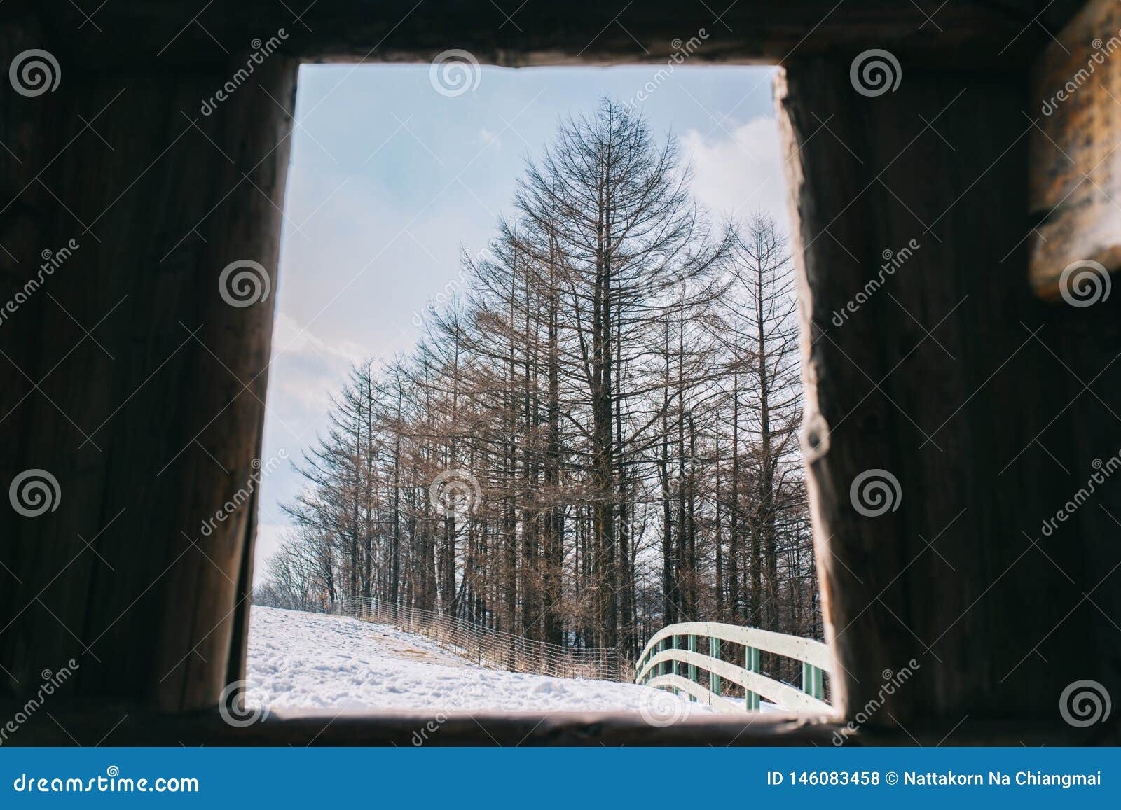 Pine Trees in Winter at Daegwallyeong ,South Korea Stock Photo - Image ...