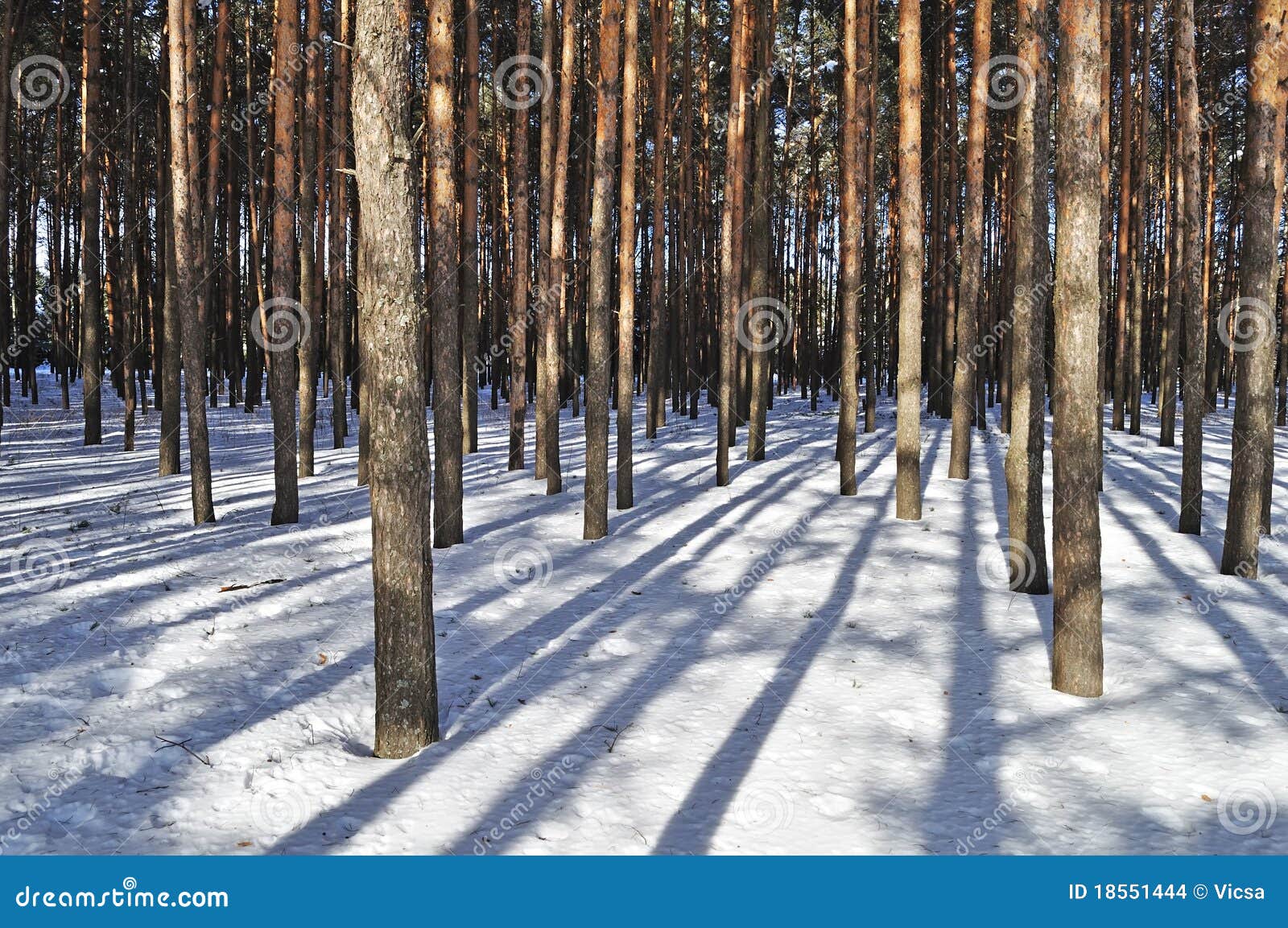 Pine Trees in Winter Forest Stock Photo - Image of relaxation ...