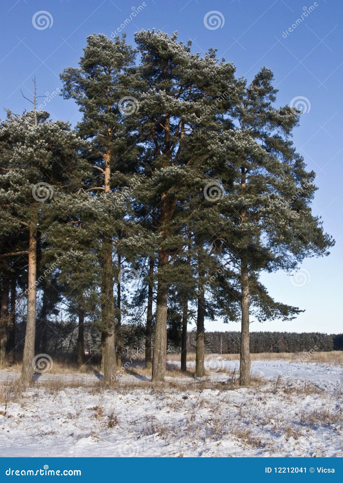 Pine Trees at Winter Forest Edge Stock Image - Image of coniferous ...